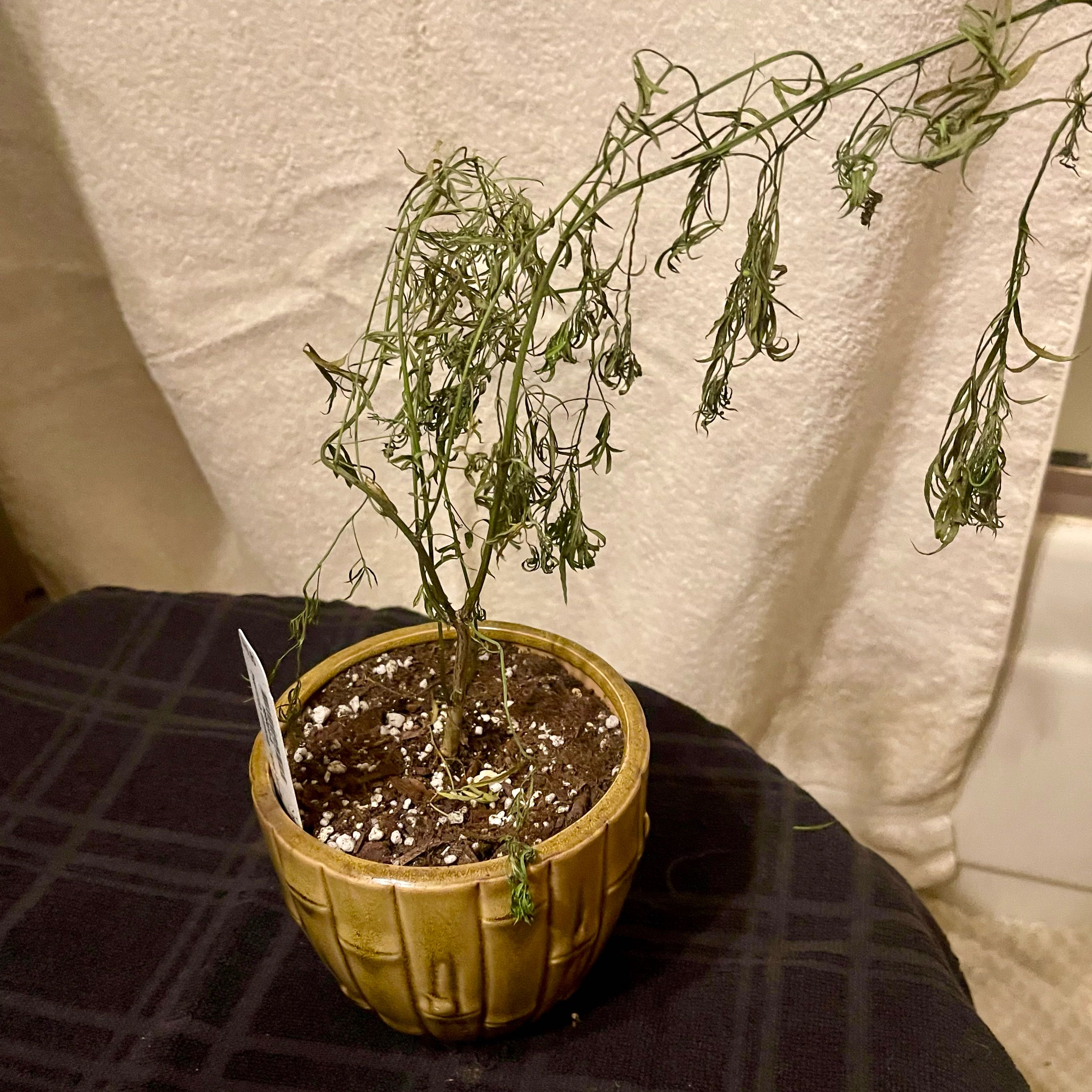 The Complete Fountain Bush Plant Care Guide: Water, Light & Beyond