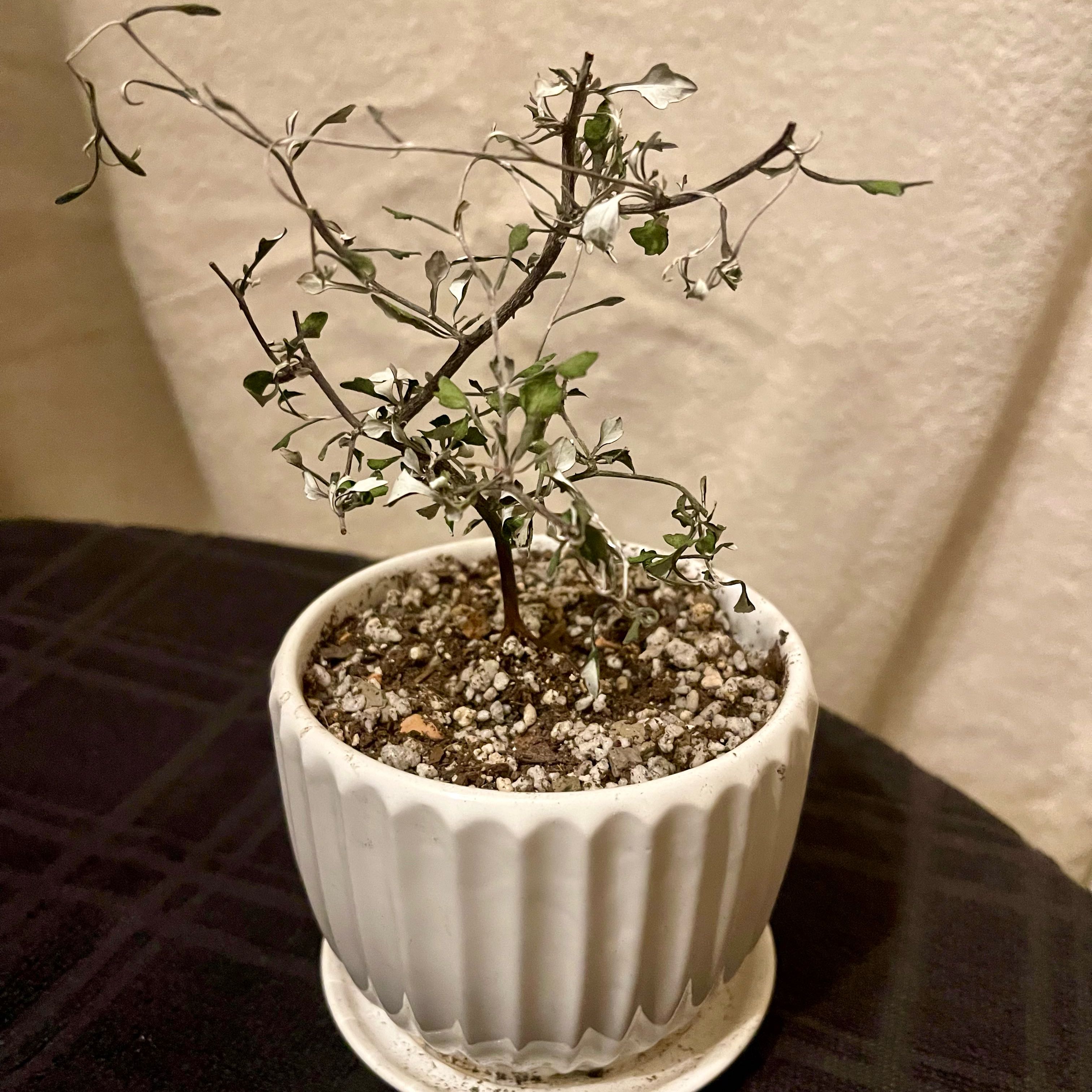 Corokia buddleioides Care 101: Water, Light & Growing Tips