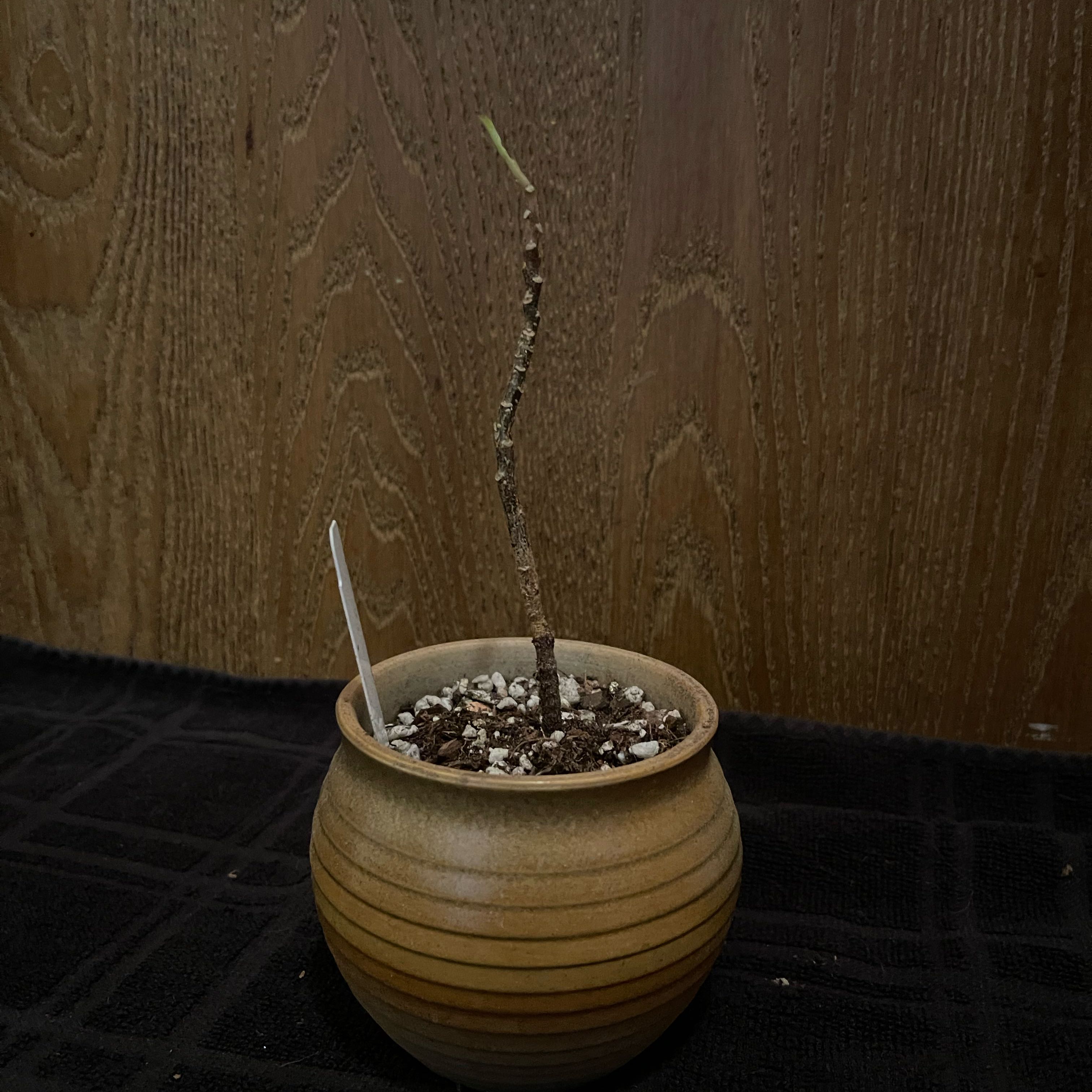Commiphora sp. Plant Care: Water, Light, Nutrients | Greg App 🌱