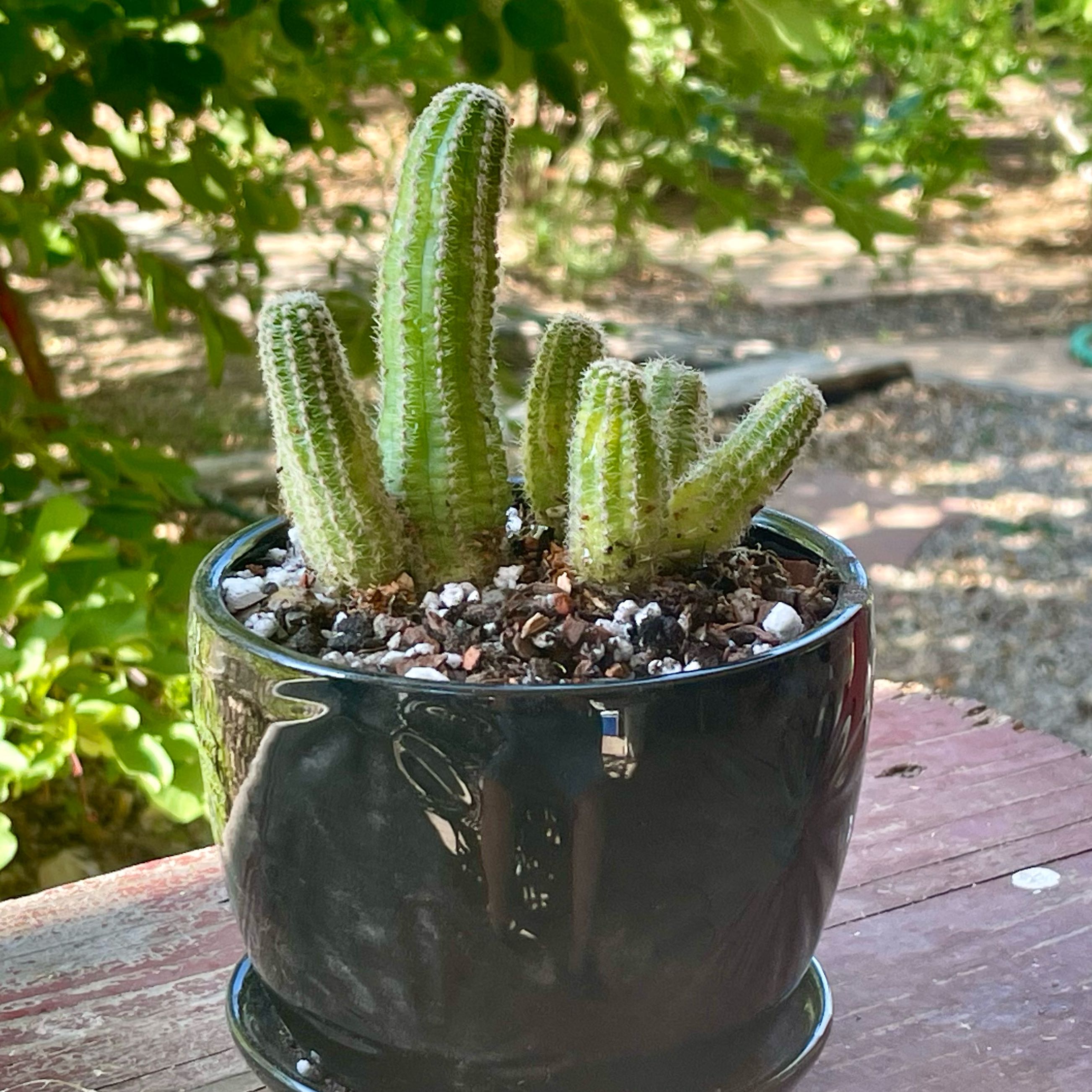 The Complete Variegated Peanut Cactus Plant Care Guide: Water, Light ...