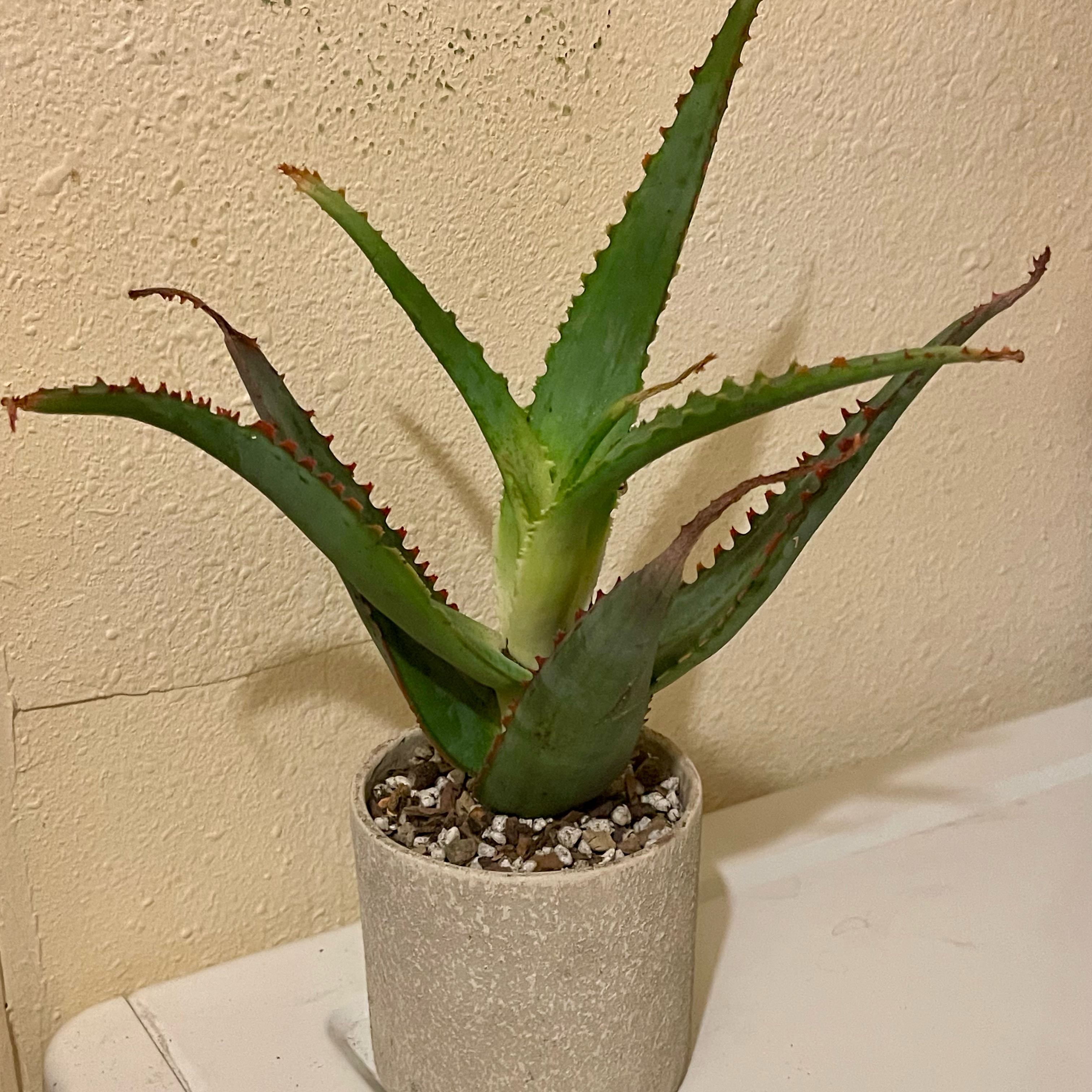 Aloe divaricata 'Diablo' Plant Care: Water, Light, Nutrients | Greg App 🌱