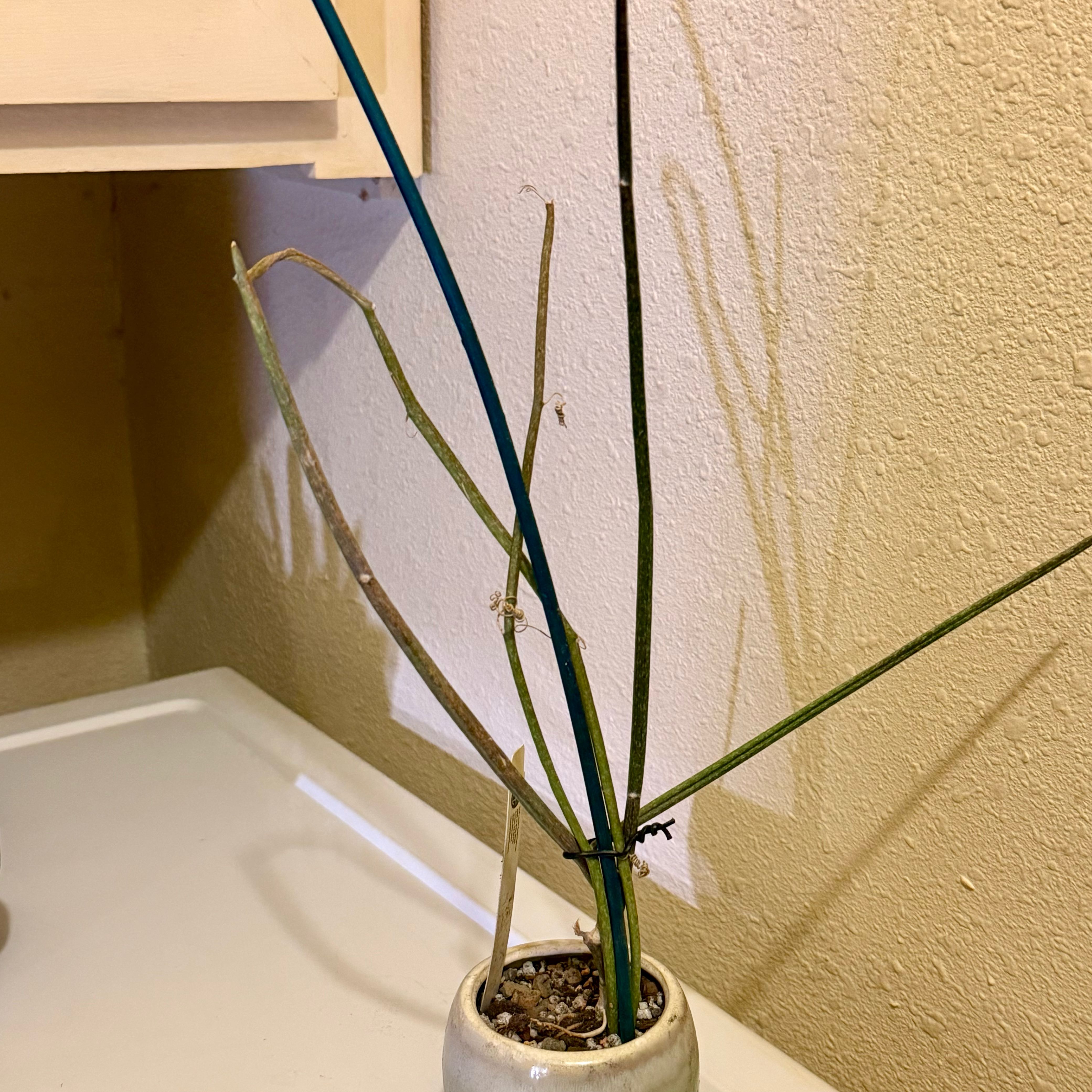Stick Plant Care 101: Water, Light & Growing Tips