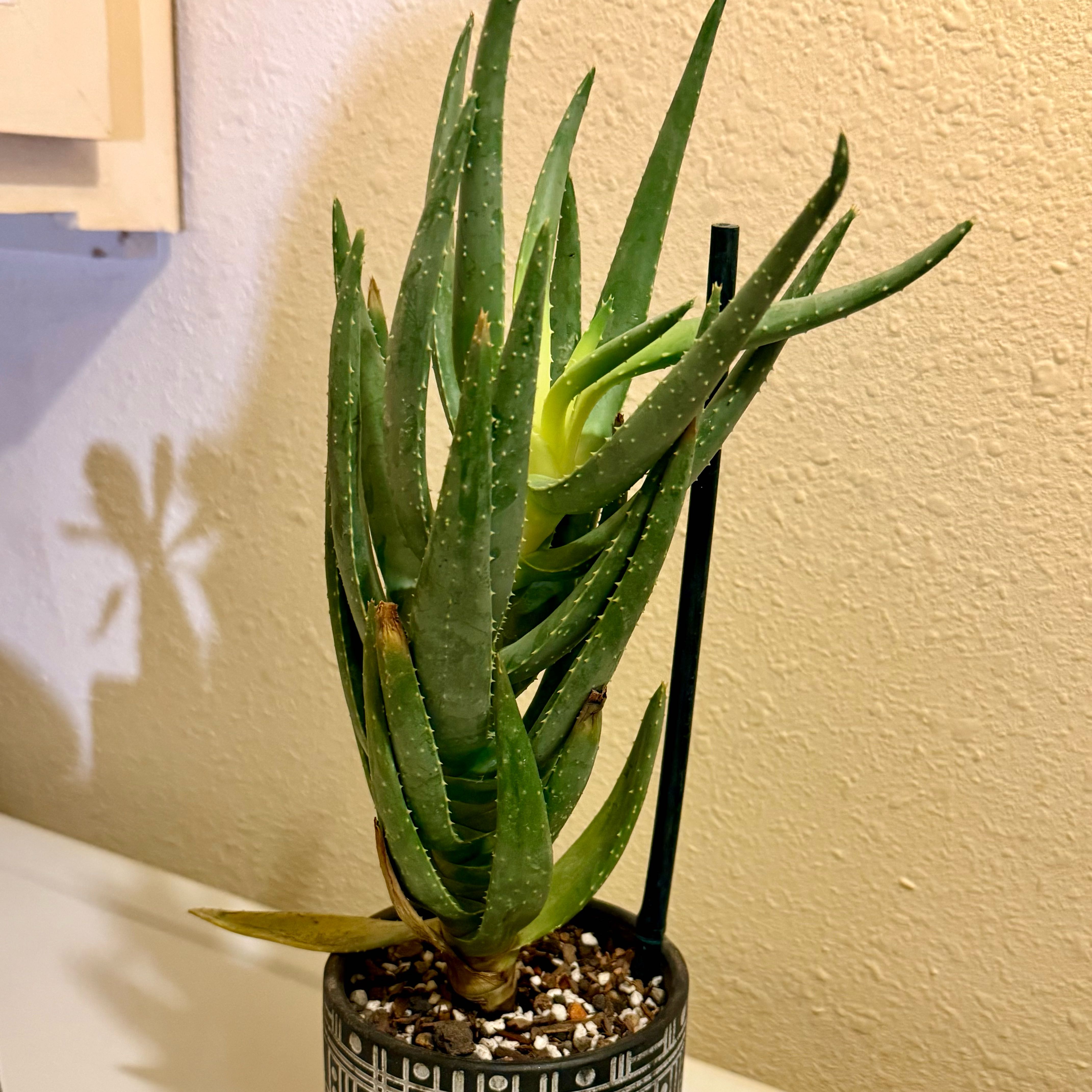 The Complete Quiver Tree Plant Care Guide: Water, Light & Beyond