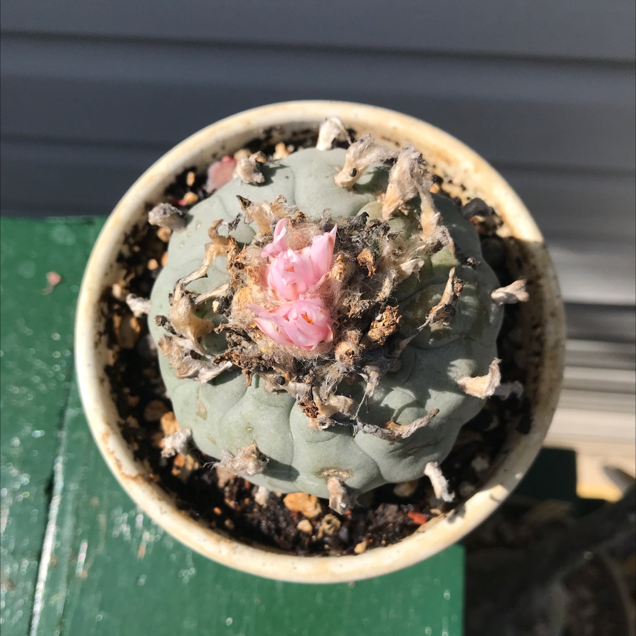 How to Get a Peyote to Bloom