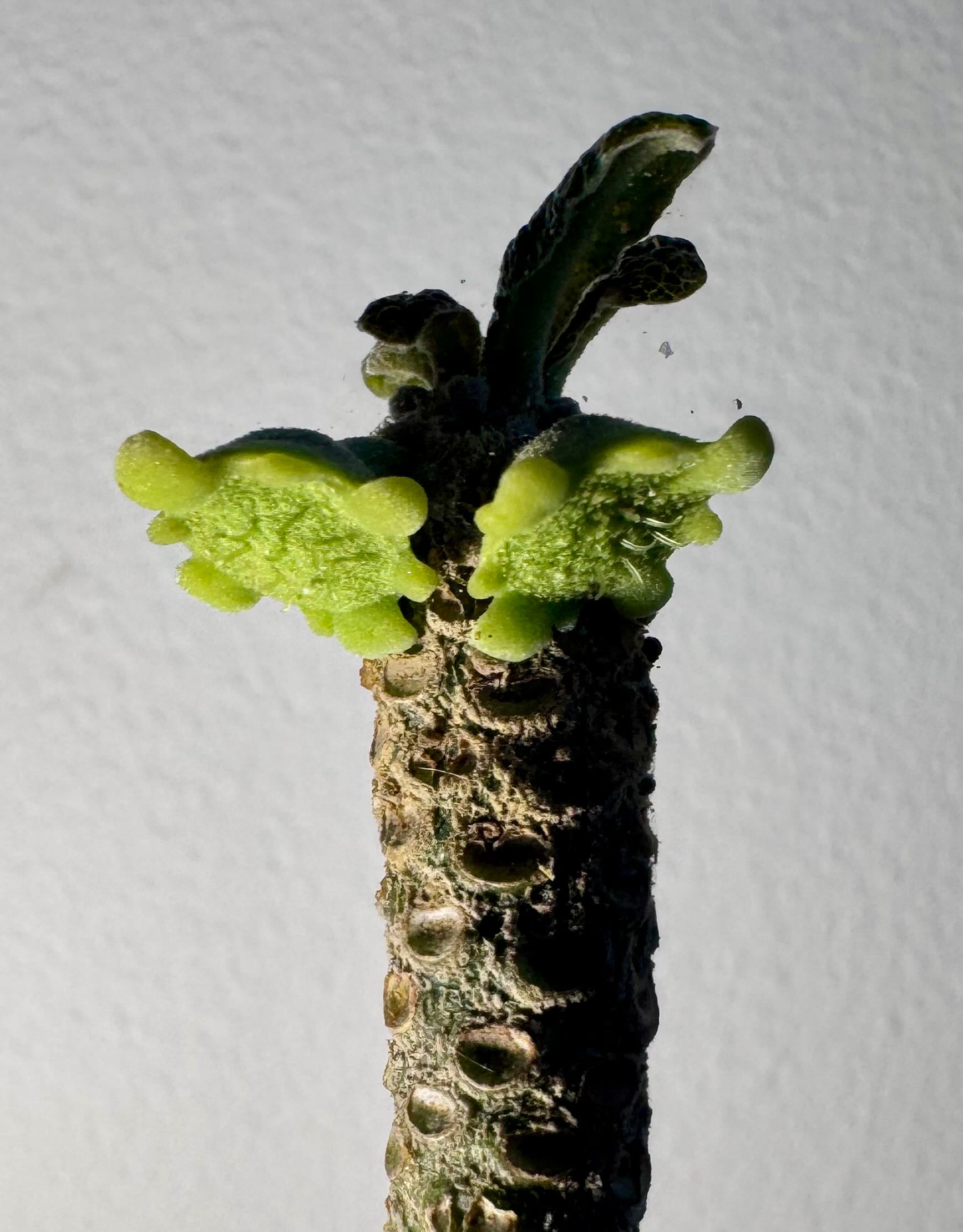 5 Secret Baseball Plant Landscaping Tricks ⚾️