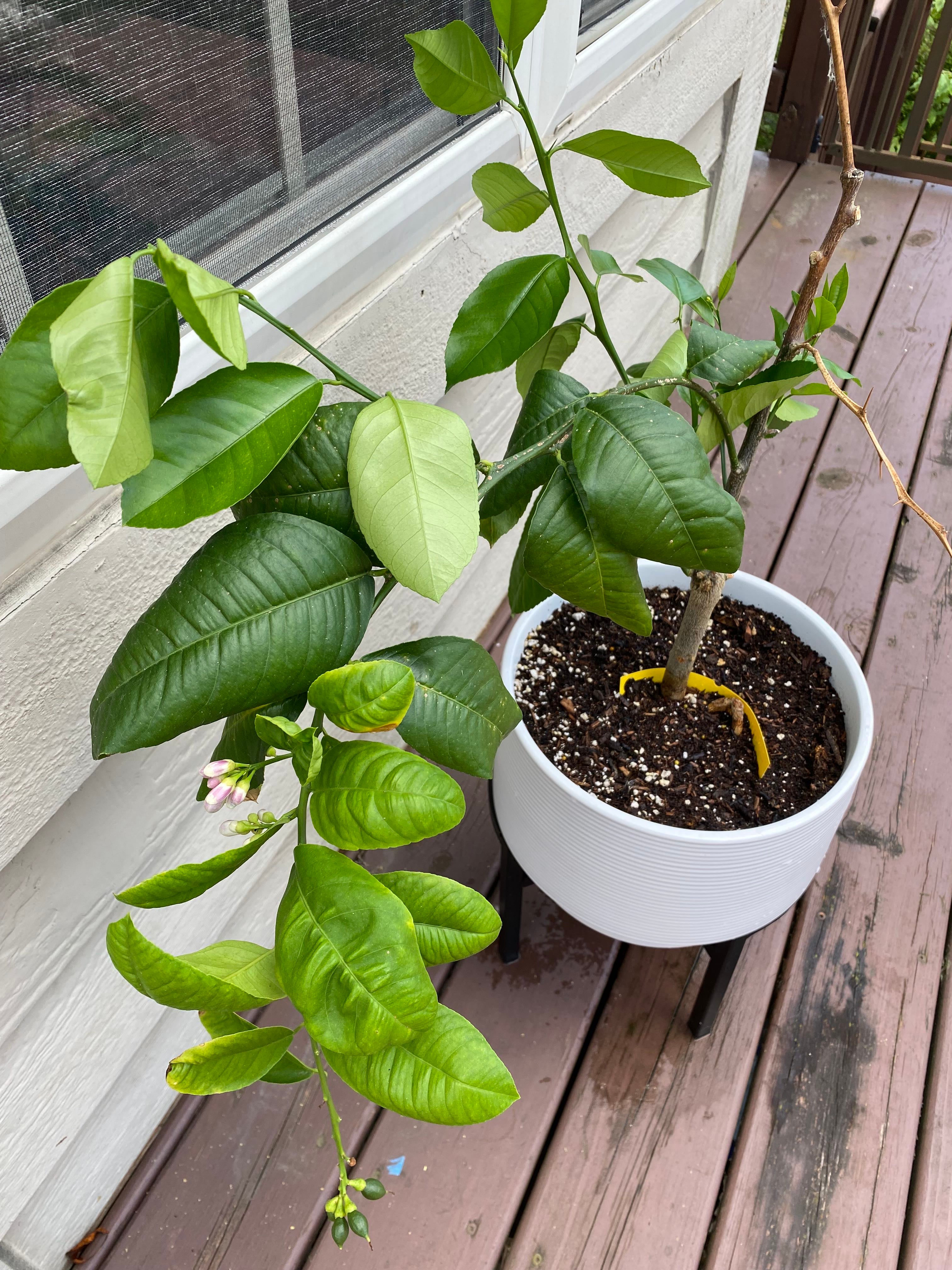 🍋 What Do Meyer Lemon Tree Flowers Mean?