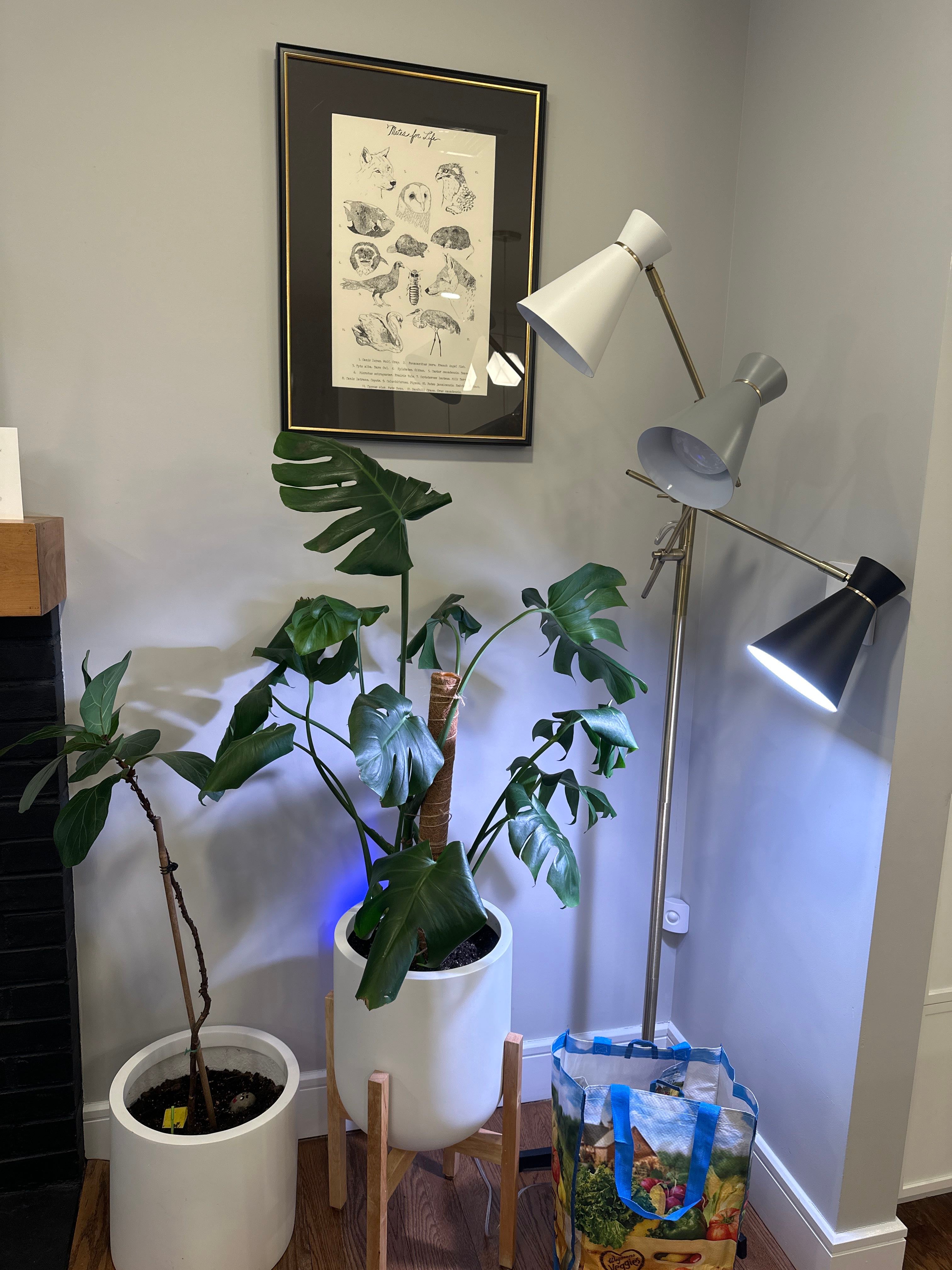 Keep Your Green Galaxy Monstera Alive: Light, Water & Care Instructions