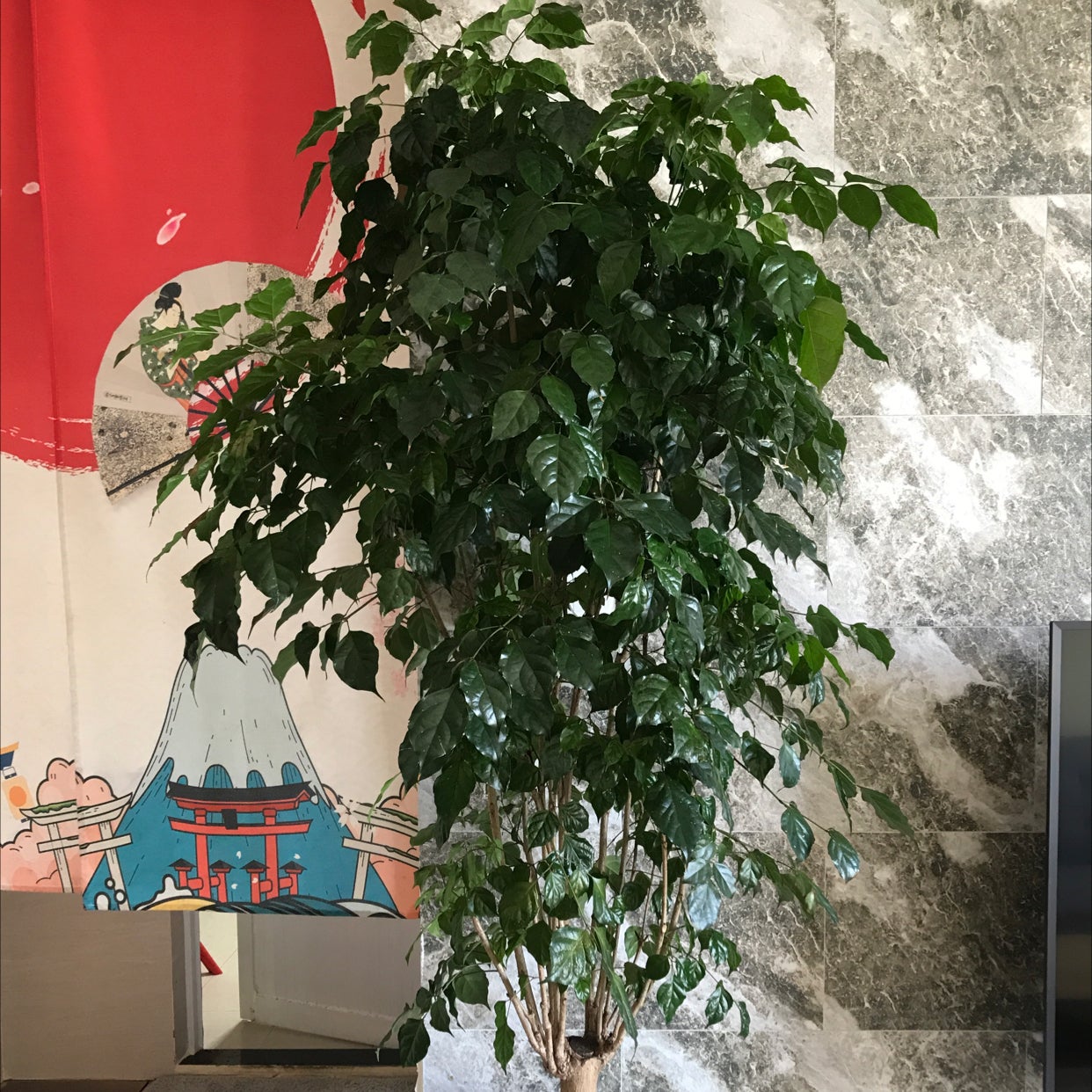 Golden Jasmine Tree Plant Care: Water, Light, Nutrients | Greg App 🌱