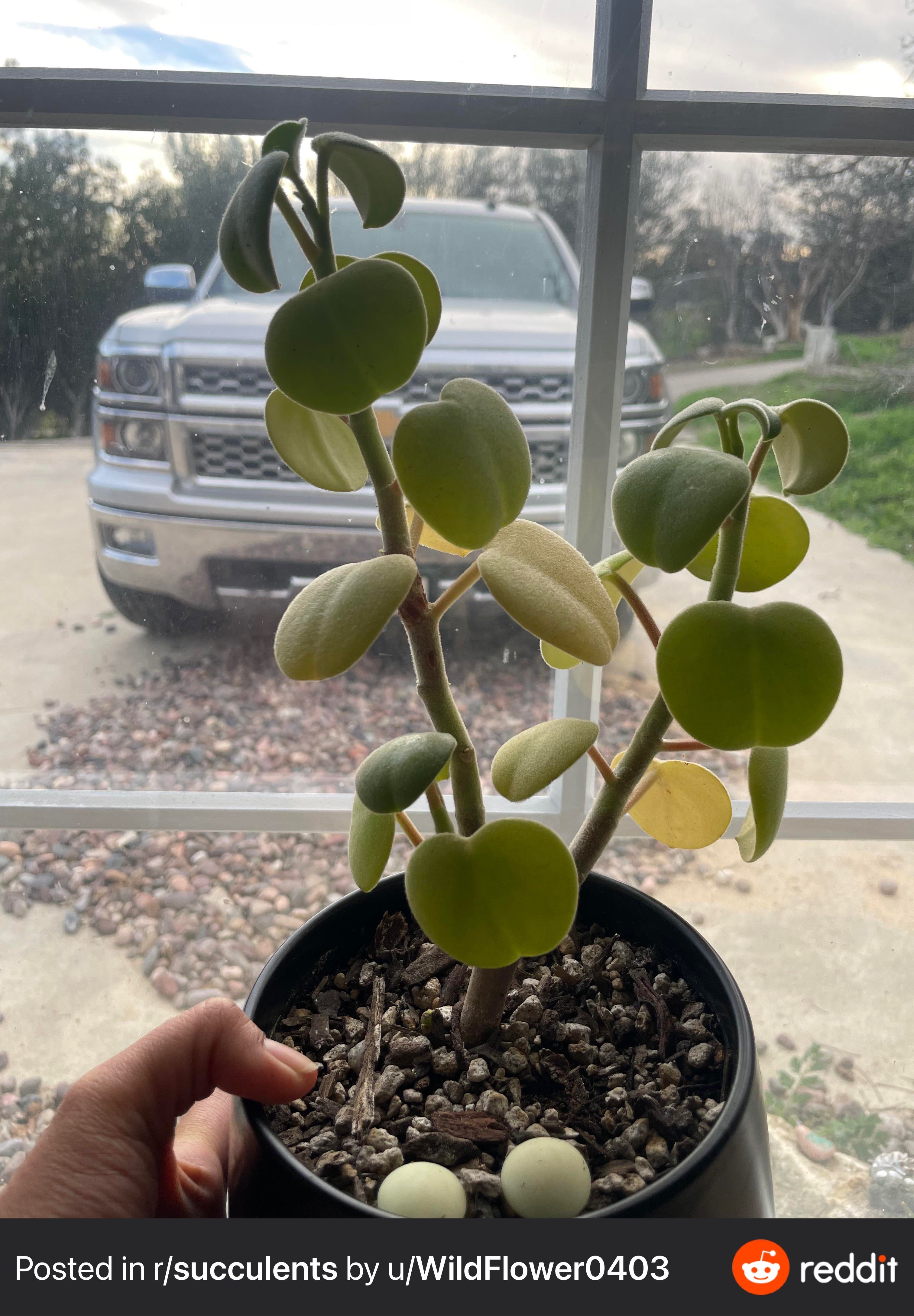 🏡 9 Secrets to Thriving Indoor Felted Peperomia