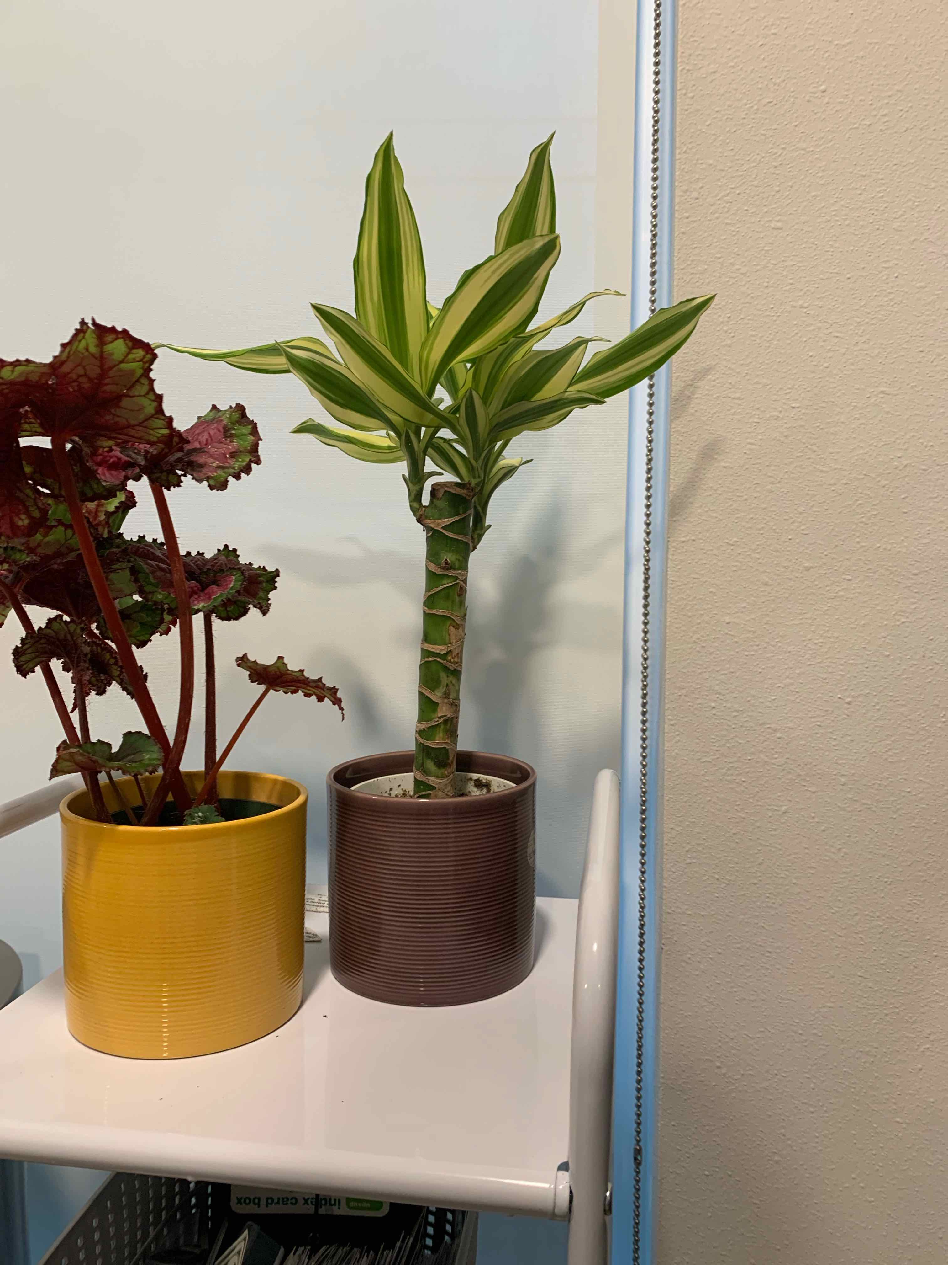 Why Are My Dracaena 'Sted Sol Cane' Leaves Droopy? 😔