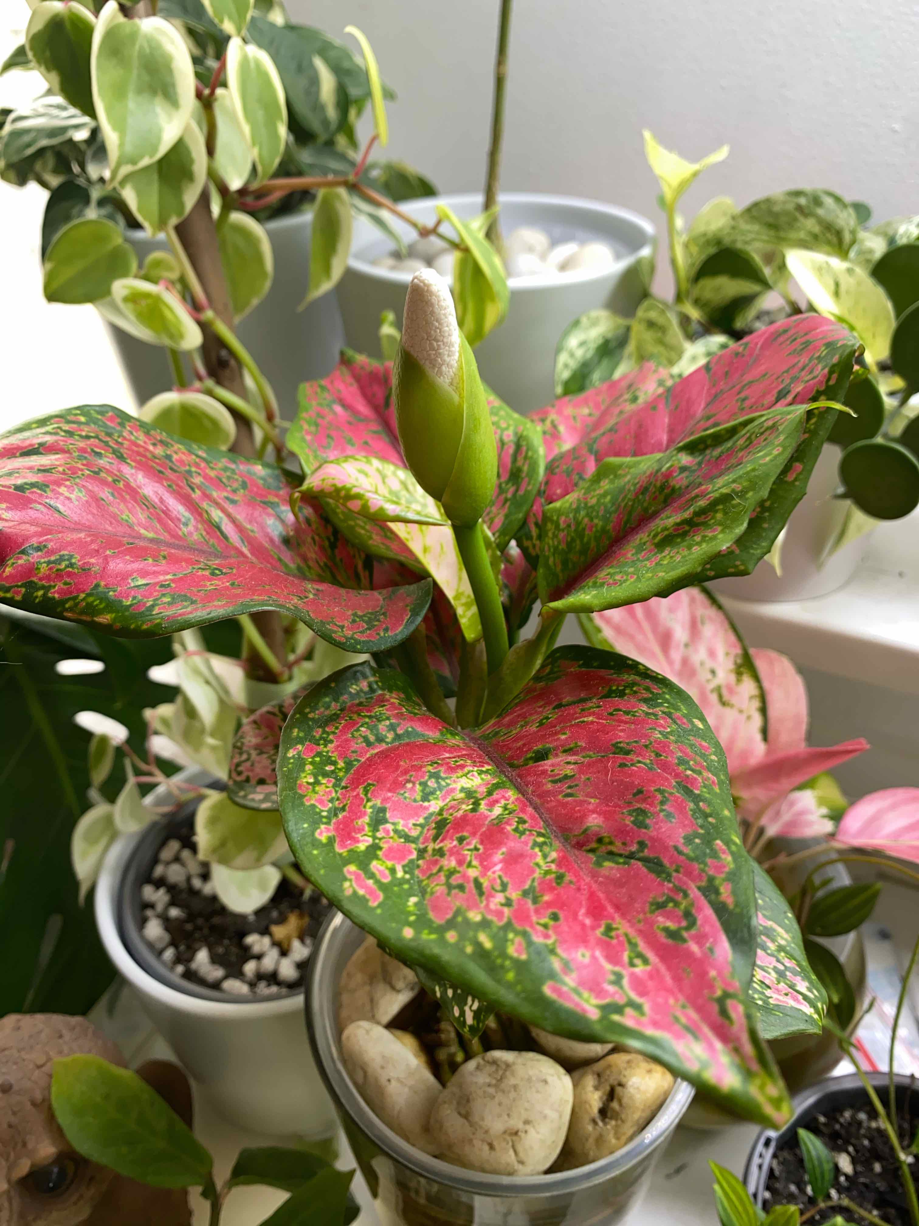What Does It Mean When Aglaonema 'Red Valentine' Blooms?