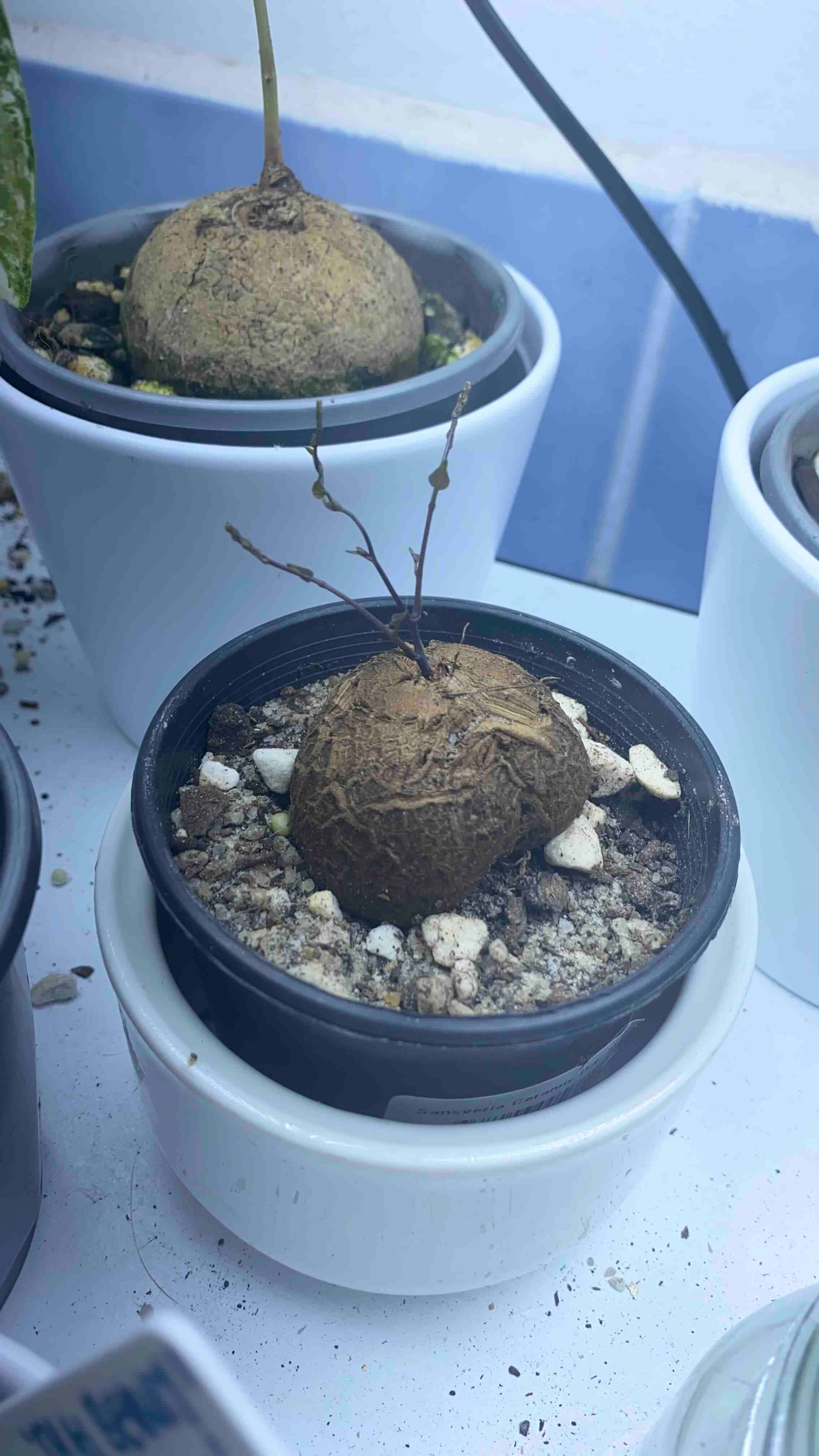 What Are The Bugs on My Elephant's Foot?