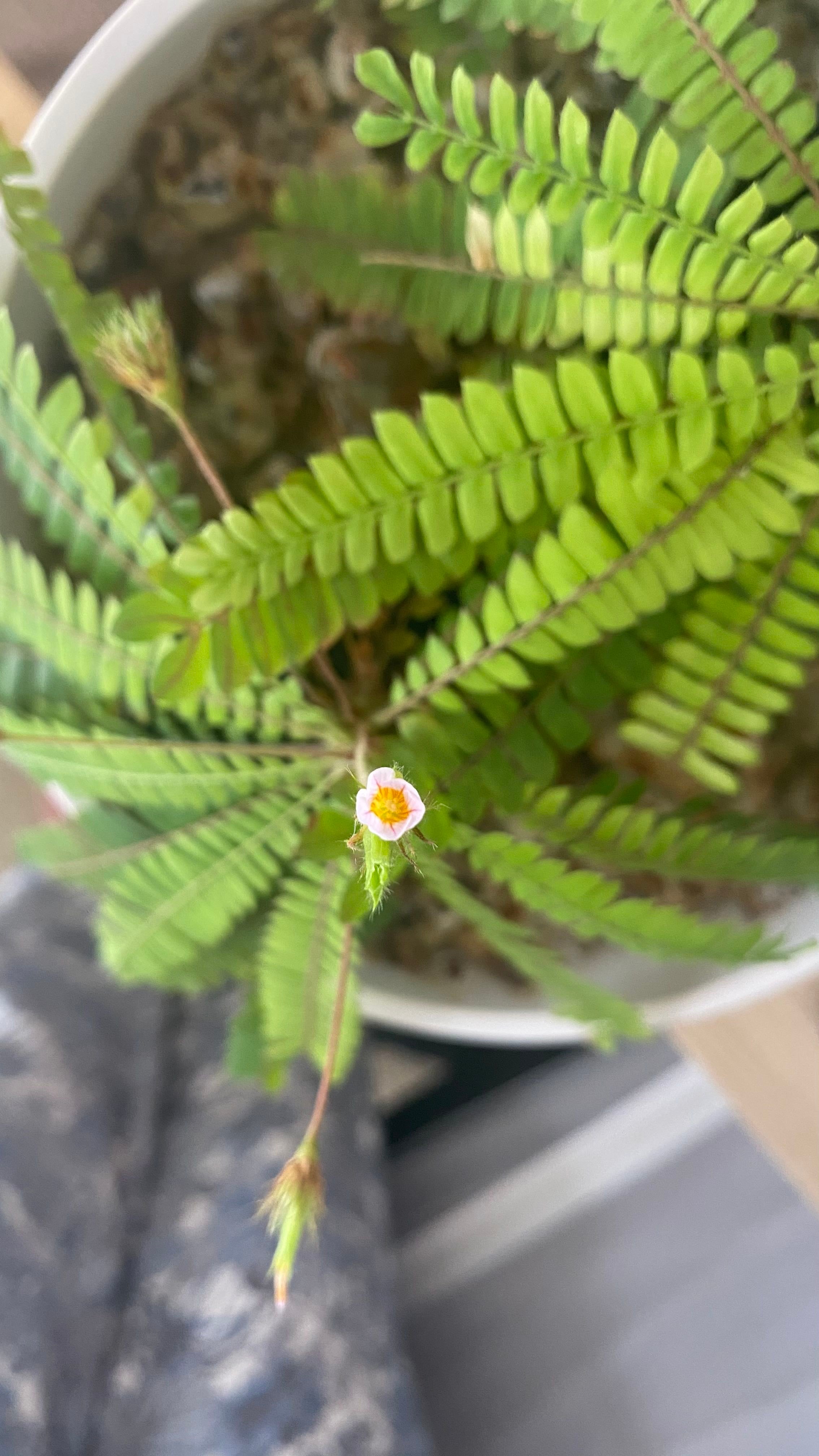 Little Tree Plant Plant Care: Water, Light, Nutrients | Greg App 🌱