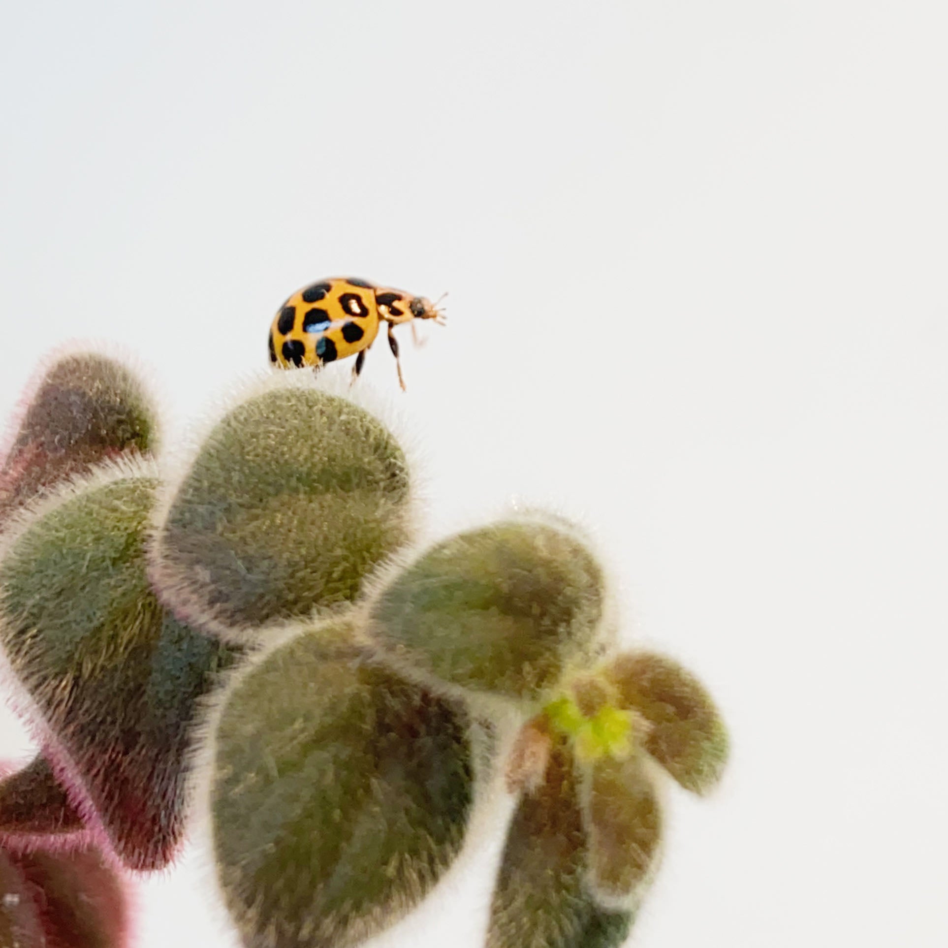 Dancing Dolphin Care 101: Water, Light & Growing Tips