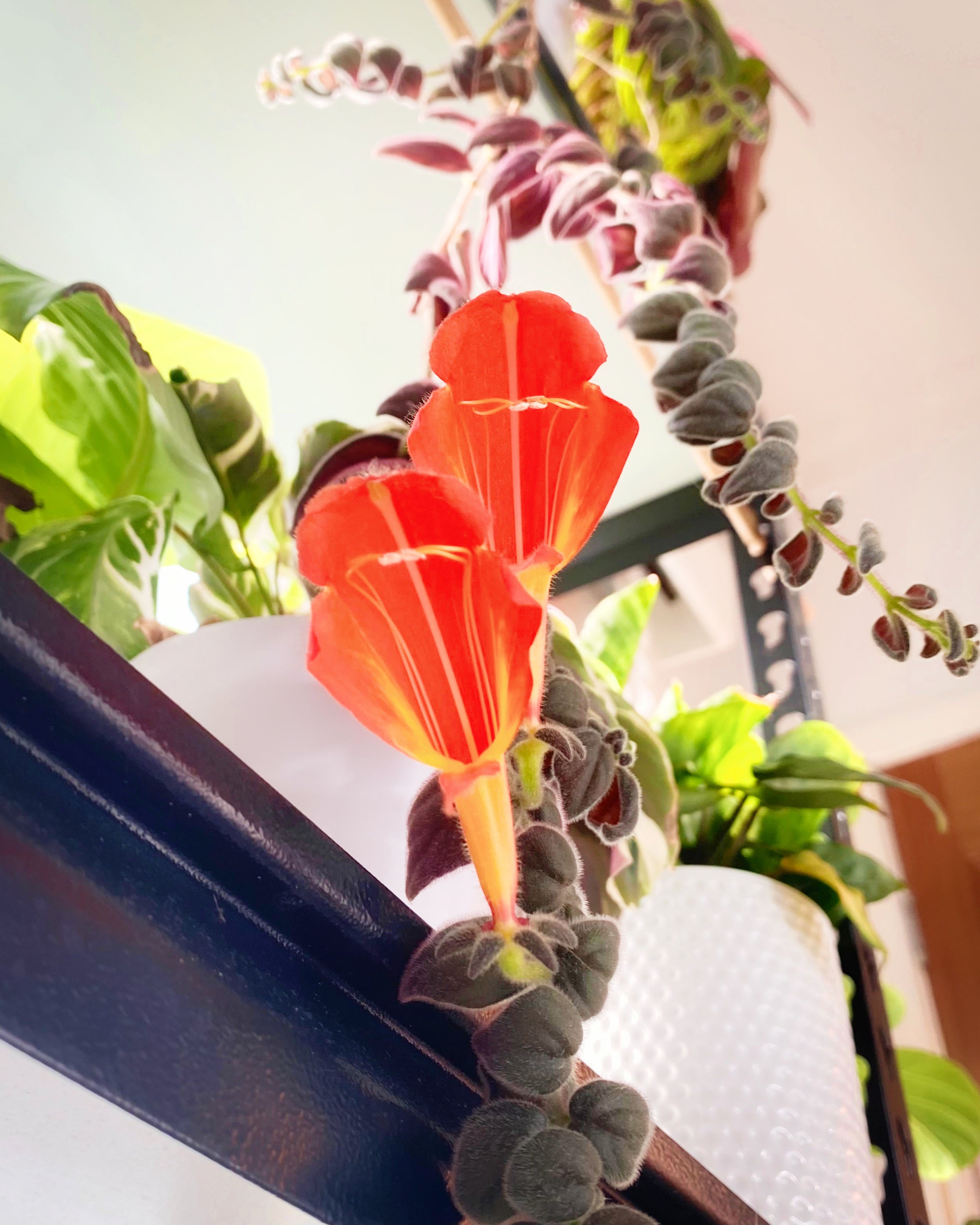 Dancing Dolphin Care 101: Water, Light & Growing Tips