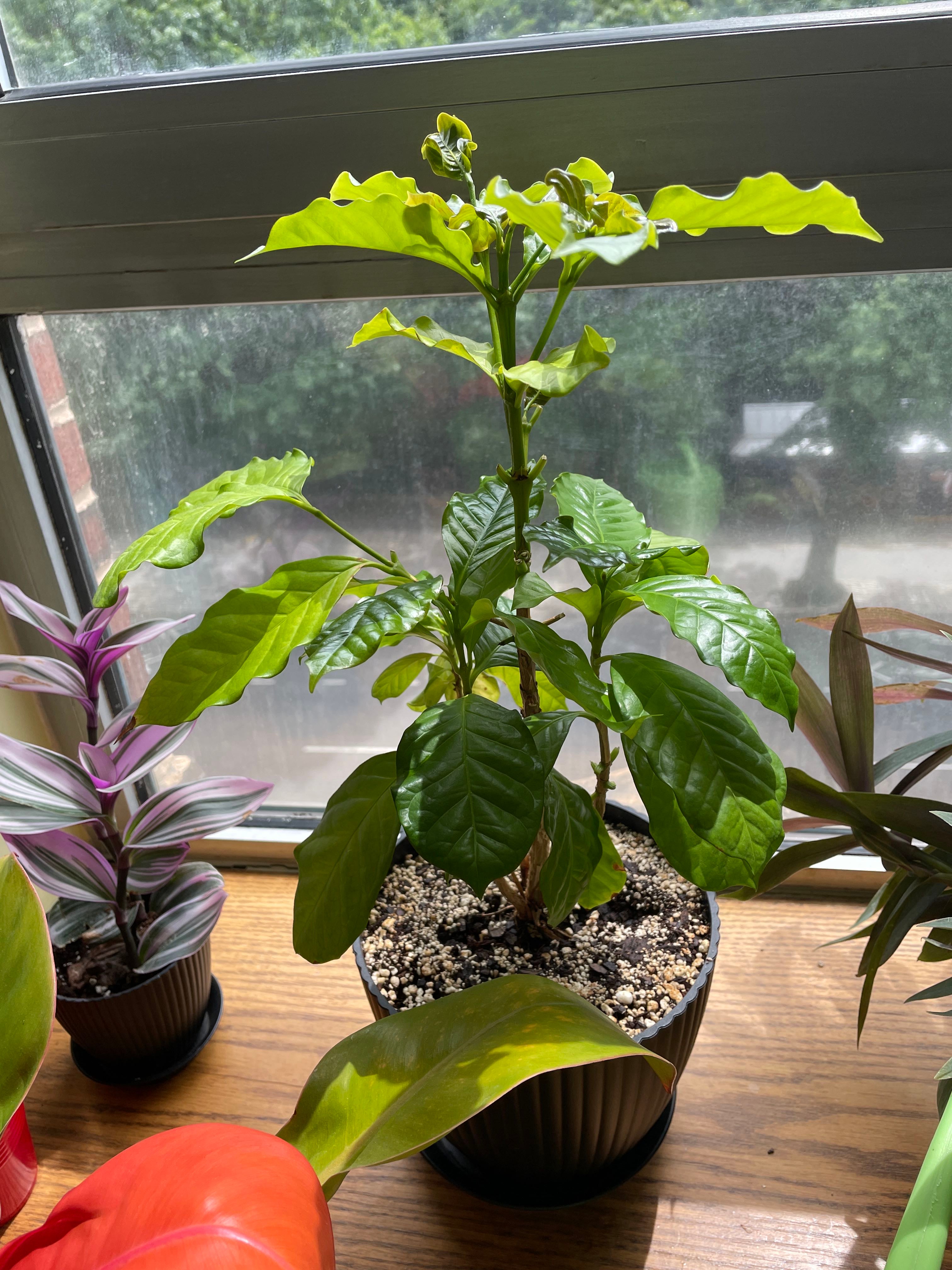 Pruned my Coffee Plant.