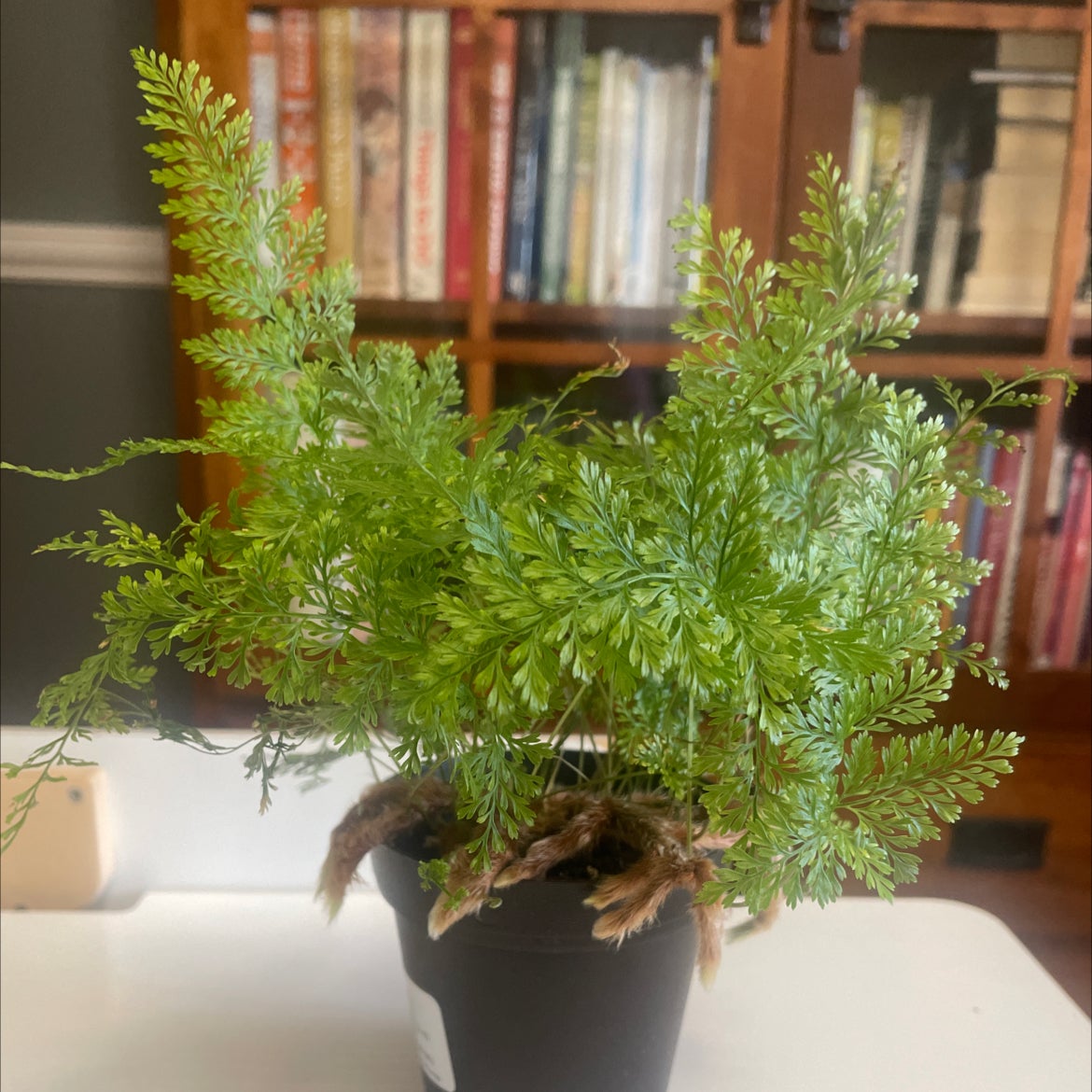 🐇 Propagating Black Rabbit's Foot Fern: The Ultimate Guide
