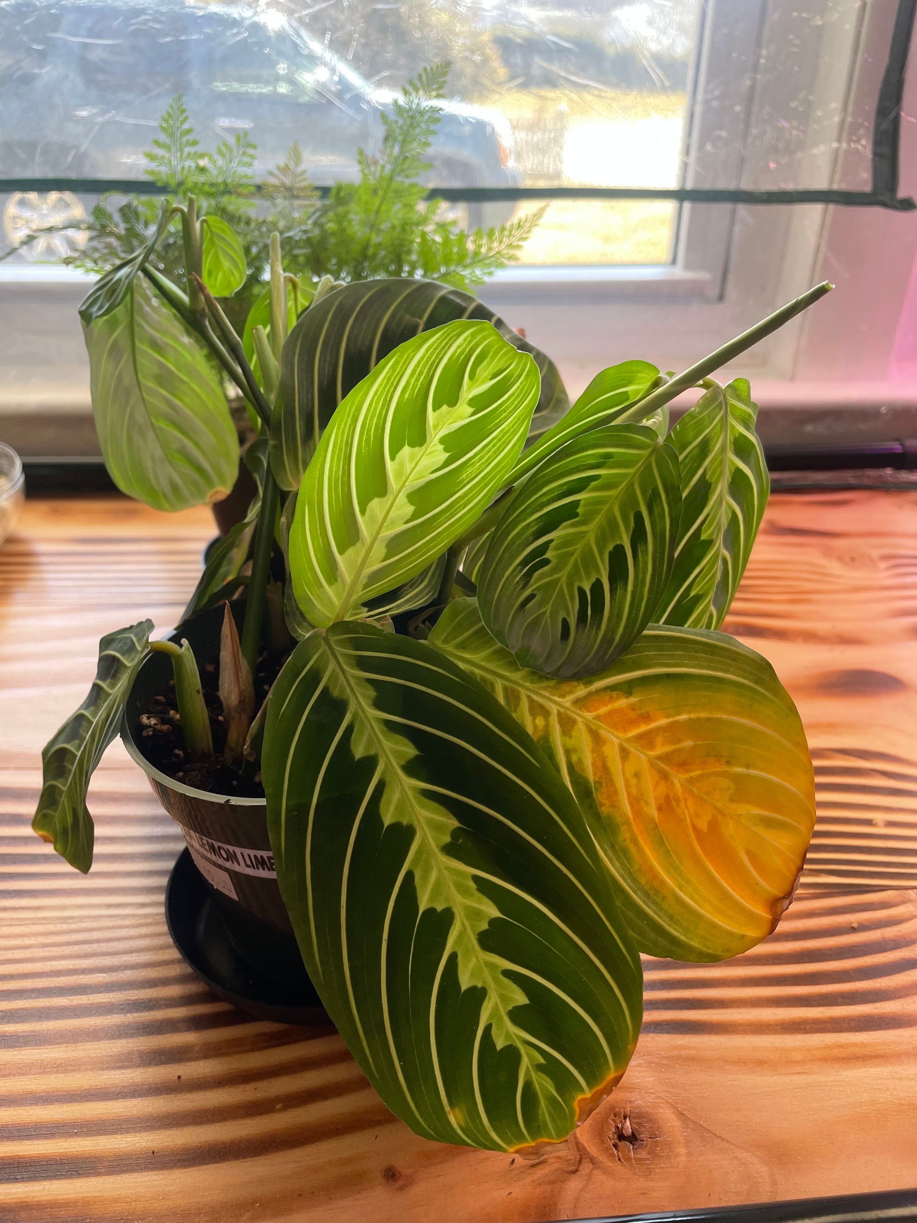 🍋 Why Are My Lemon Lime Prayer Plant Leaves Curling?