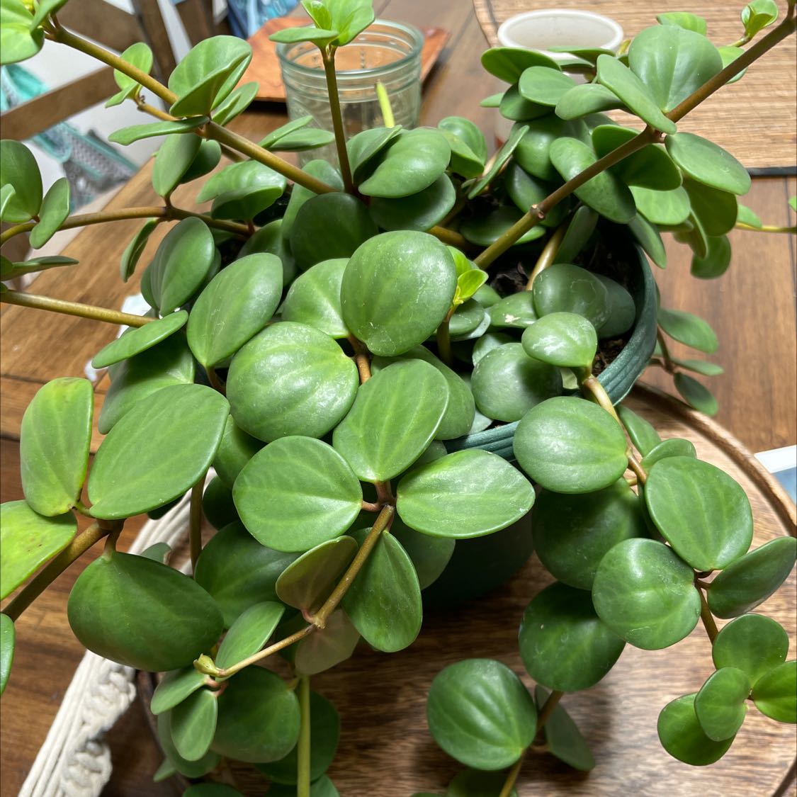 Why Are There Brown Spots on My Trailing Jade?