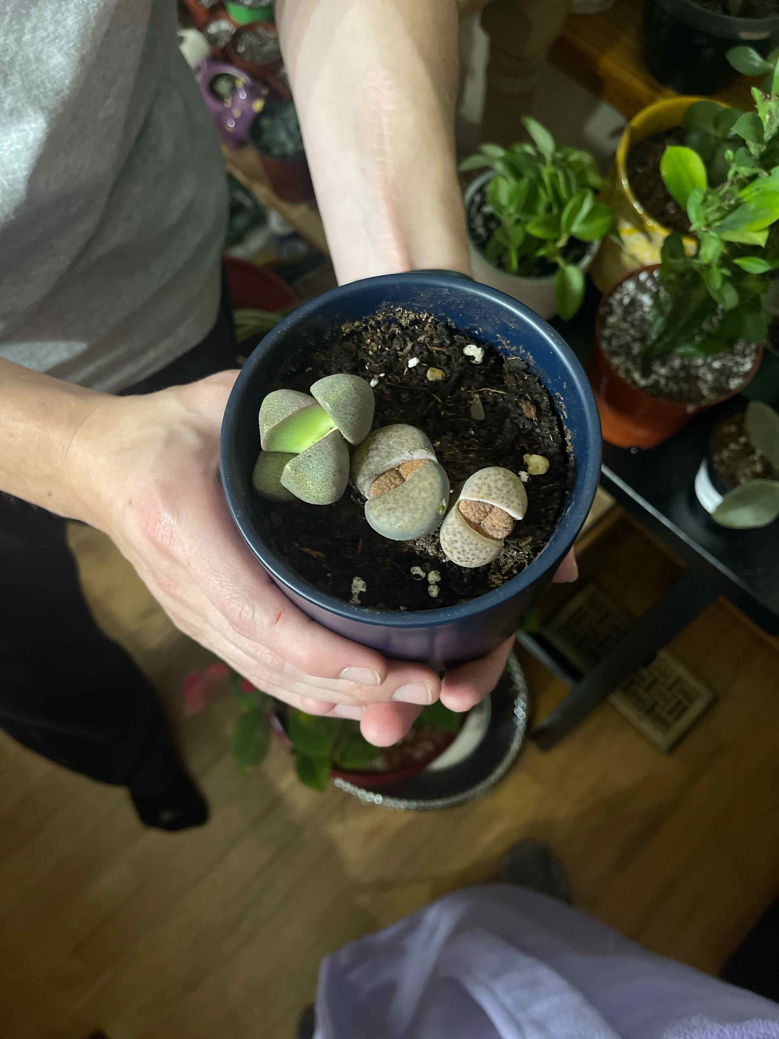 Diagnosing royal flush split rock root rot