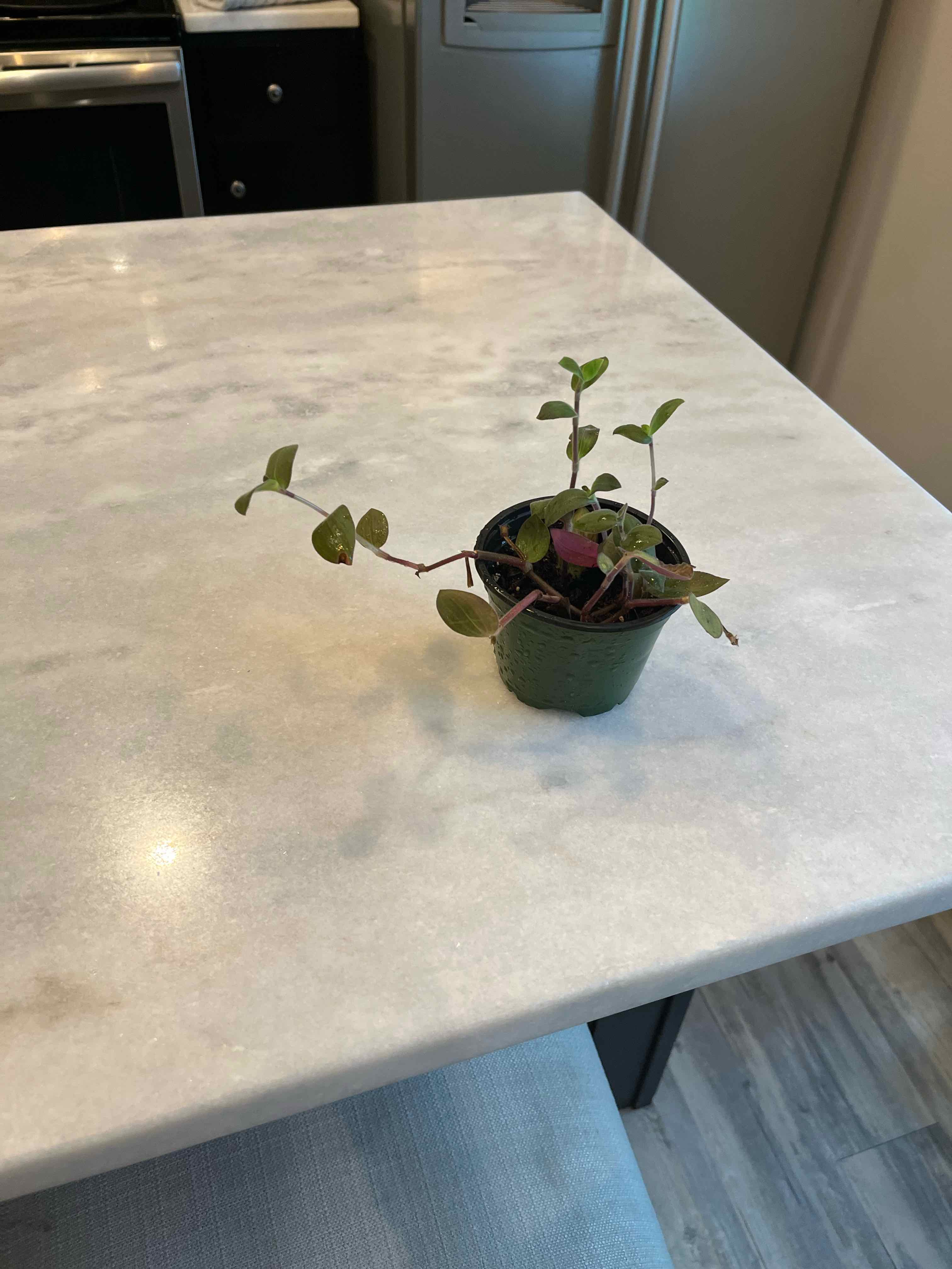 Common Teddy Bear Vine Problems