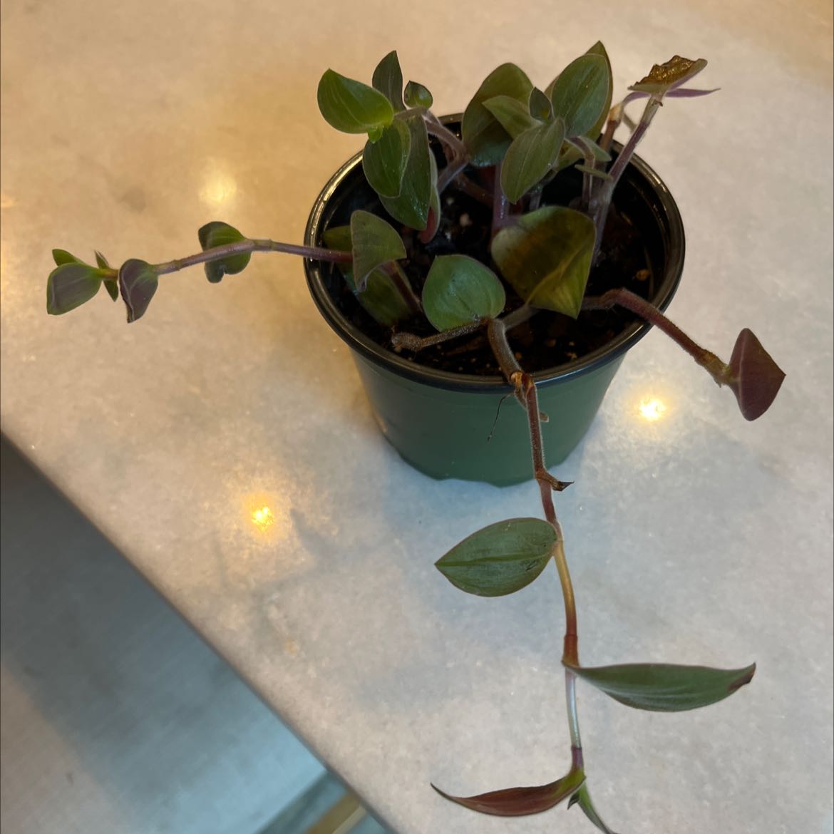 Common Teddy Bear Vine Problems