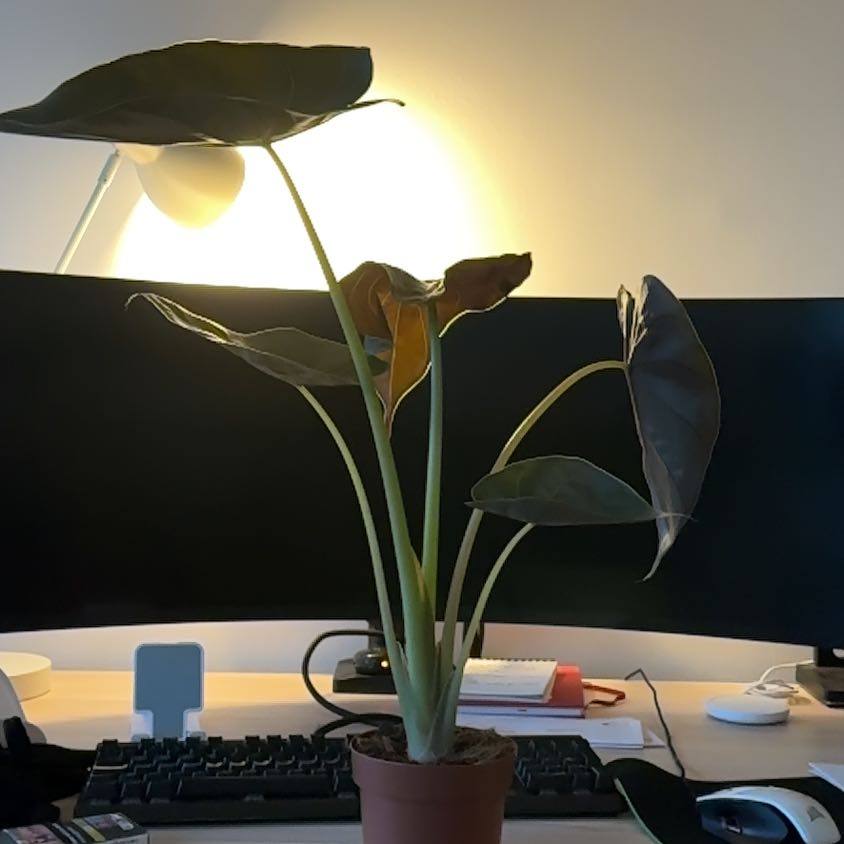 🐘 What Do I Do About Hardy Elephant Ear Root Rot?