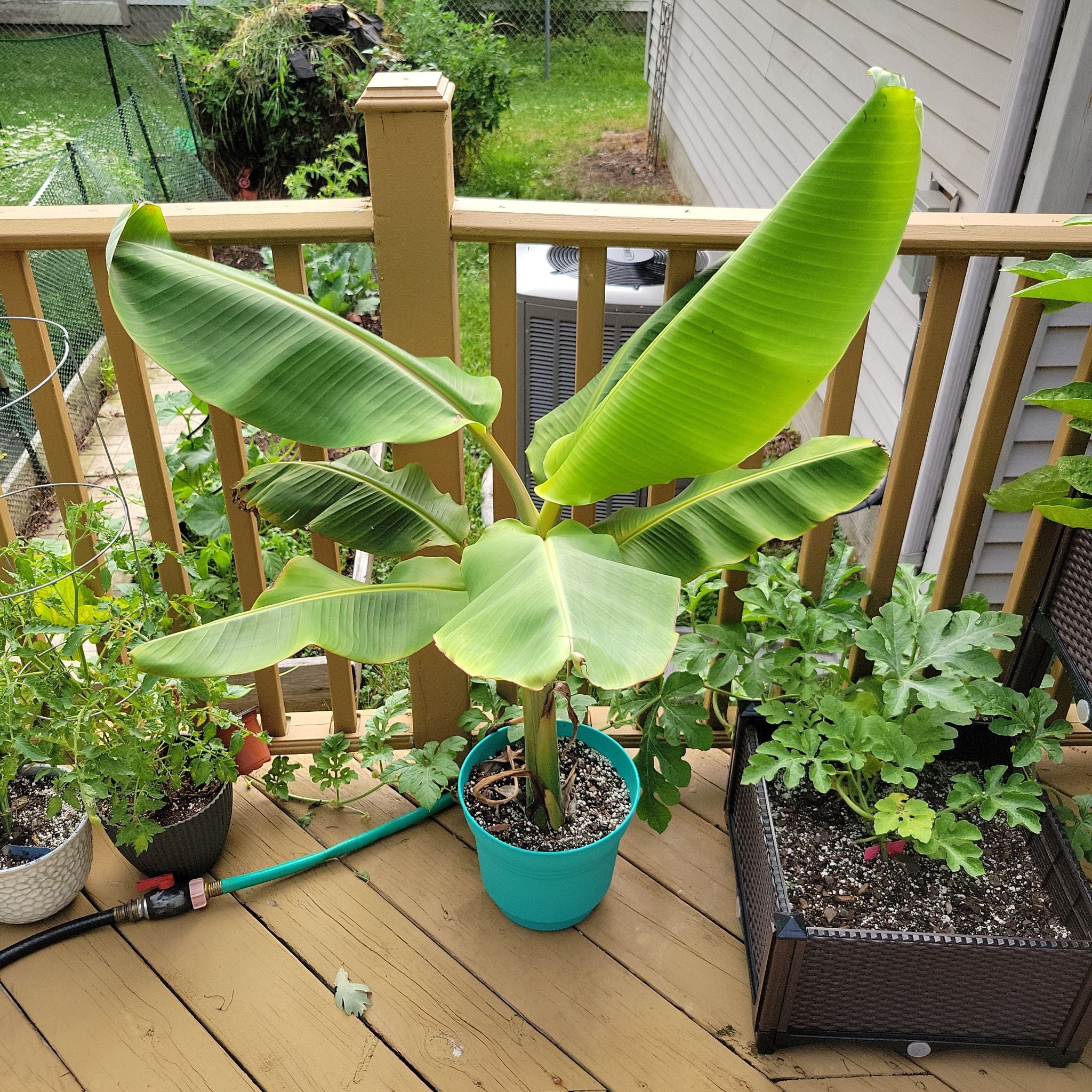 🍦 When and Where Should I Trim My Blue Java Banana Tree?