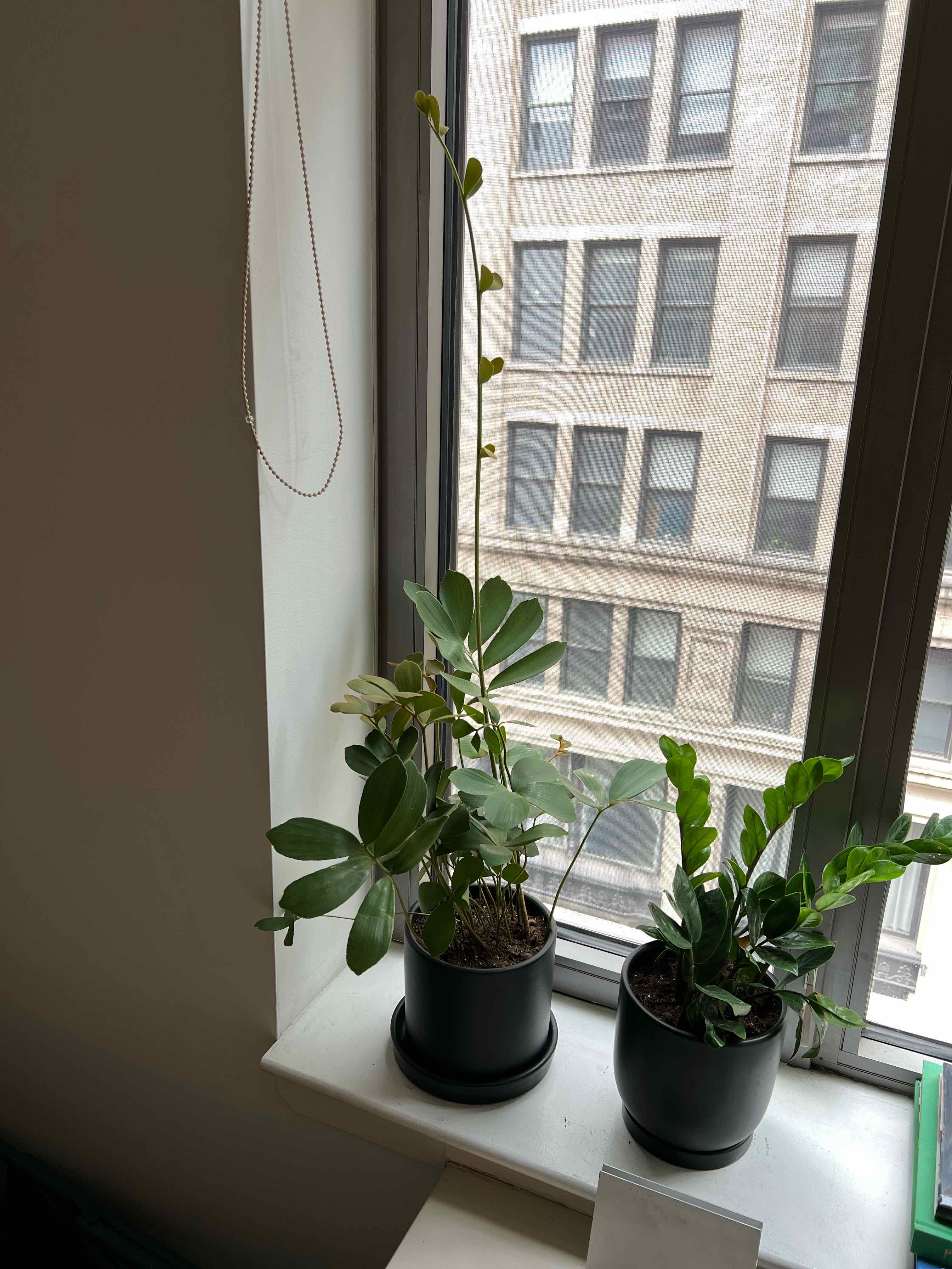 Why Are My Cardboard Palm Leaves Droopy? 😔