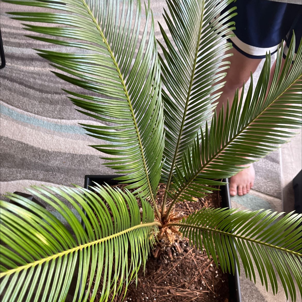 What To Do About Sago Palm 🤒 Yellow Leaves
