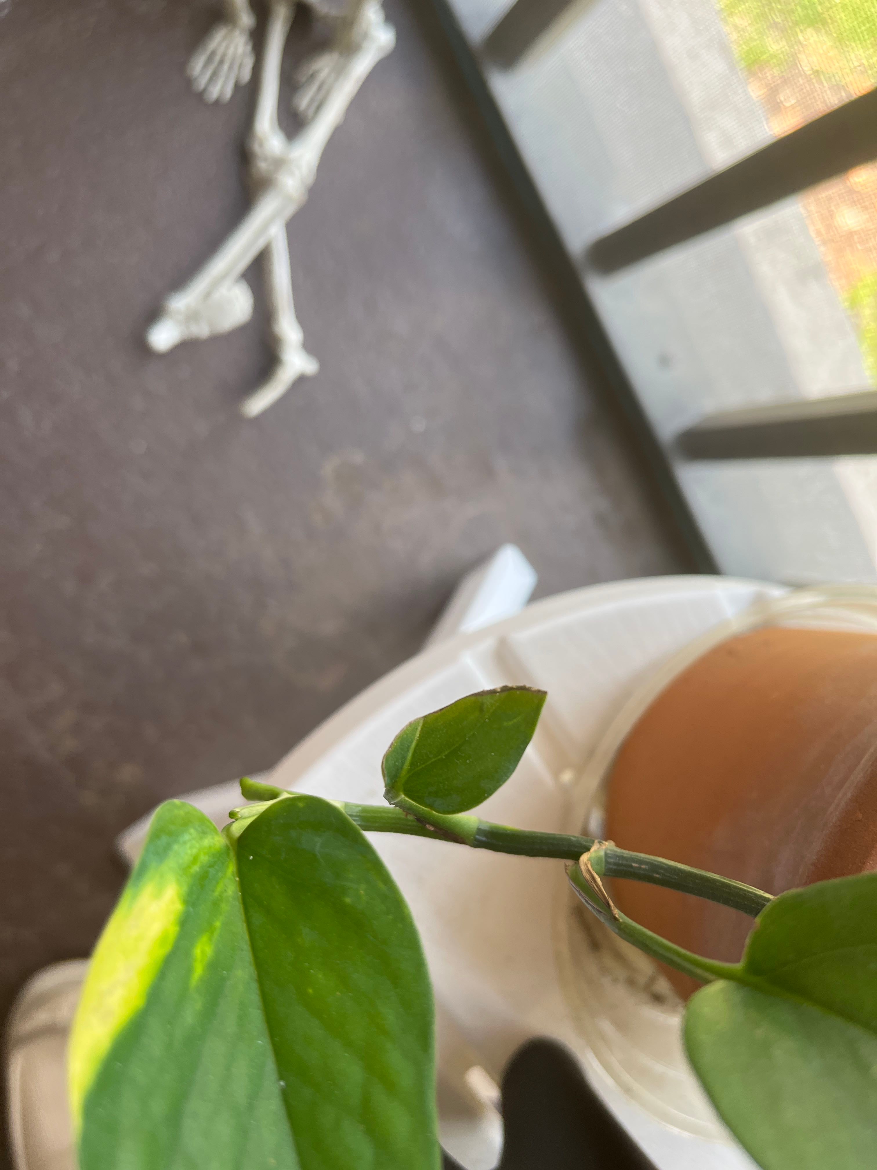 My golden patho’s new leaves are coming out deformed or s...