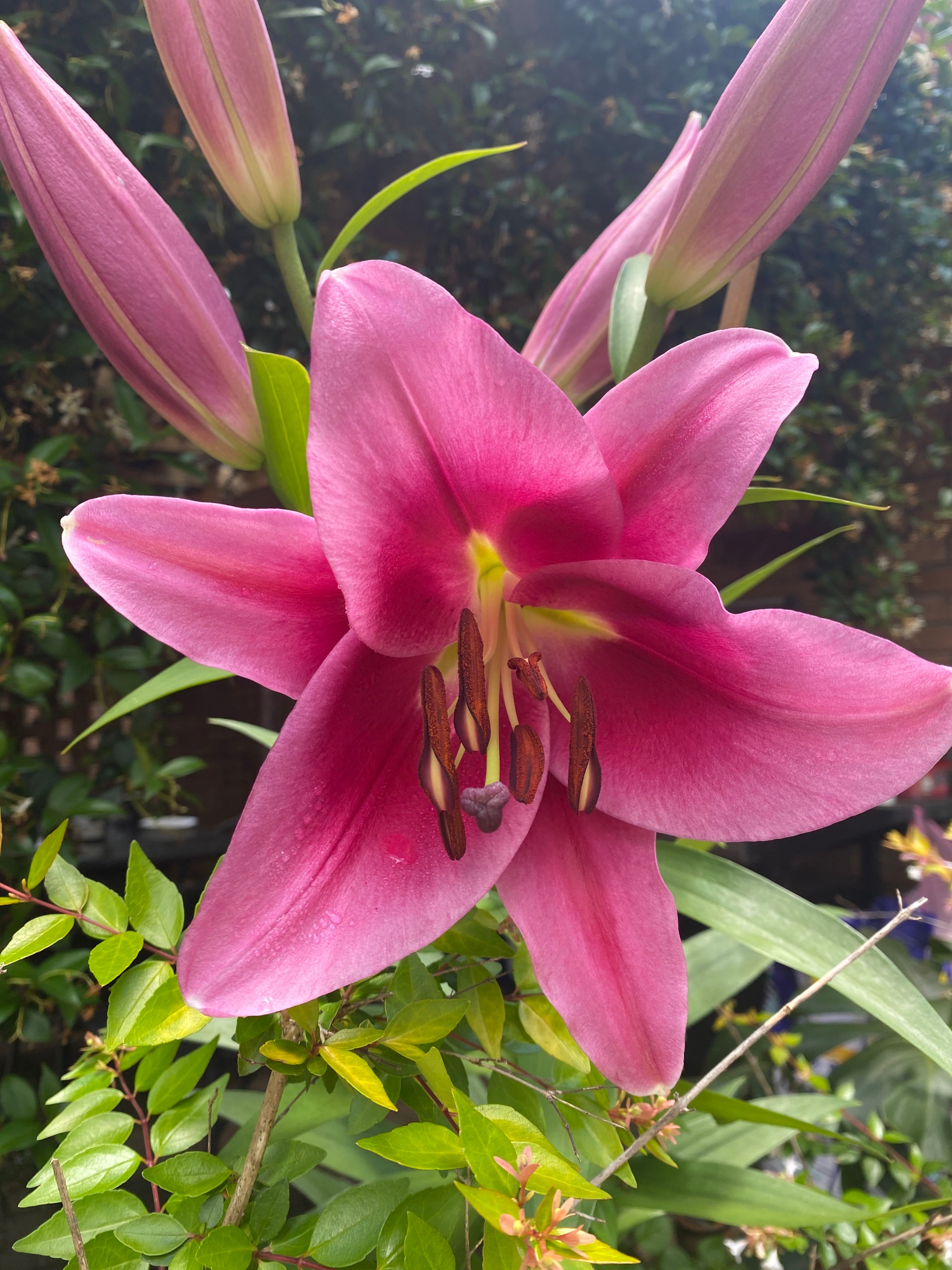 🌸 Top 7 Signs Your Tiger Lily Has Flower Problems