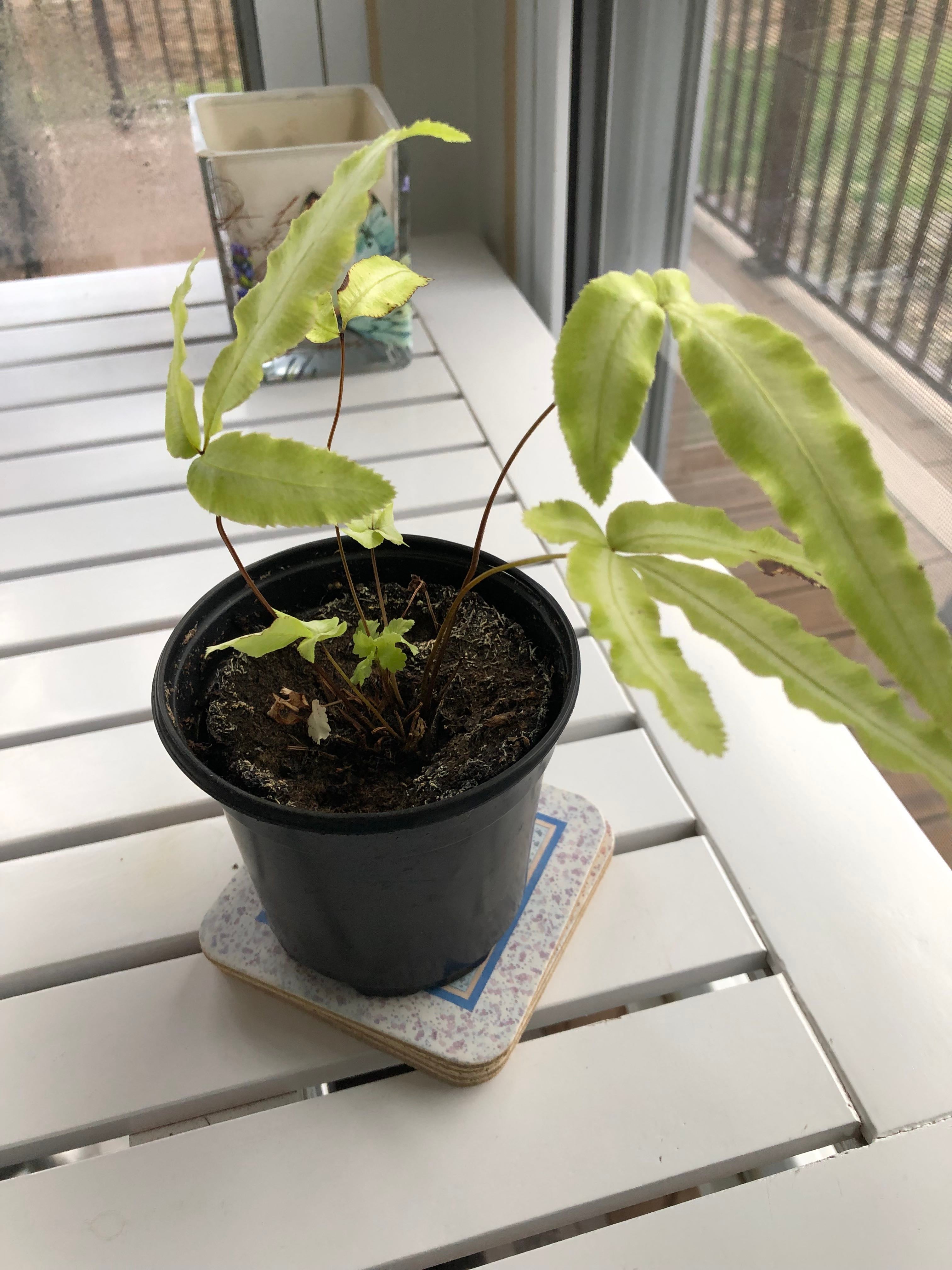 Australian Brake Plant Care: Water, Light, Nutrients | Greg App 🌱