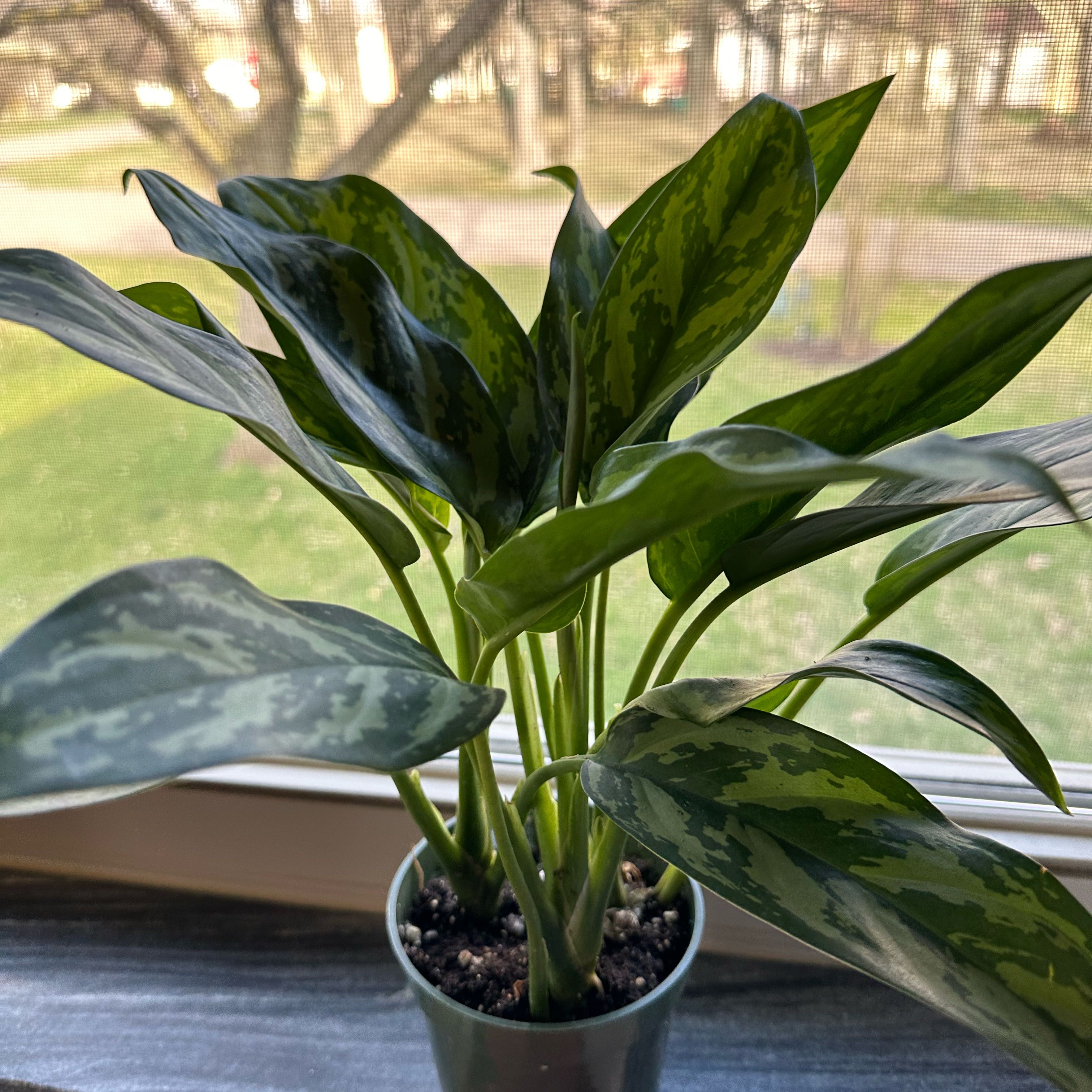 Maria | A plant by @sweetsucculent on Greg