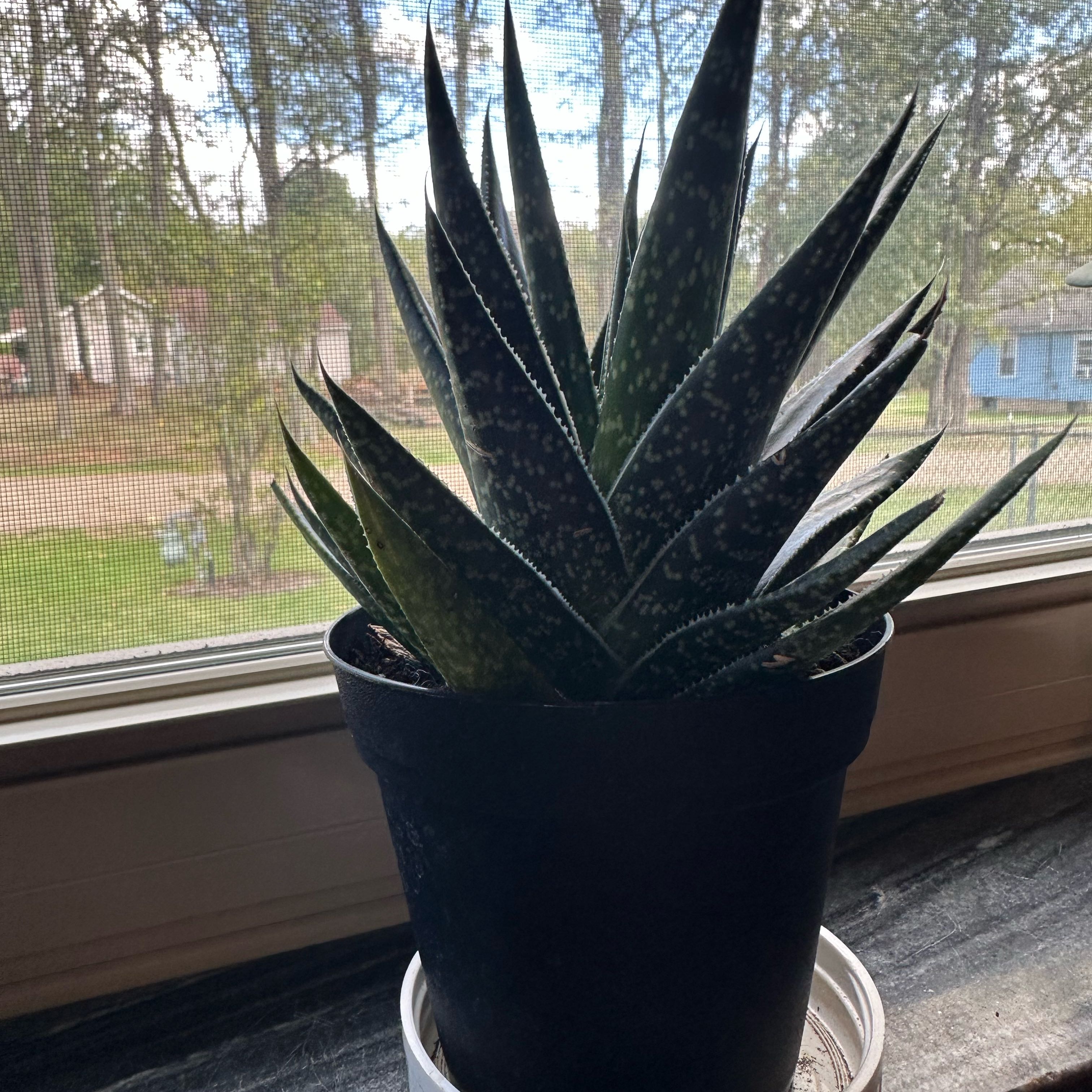 The Complete Gasteria 'Kyaka' Plant Care Guide: Water, Light & Beyond