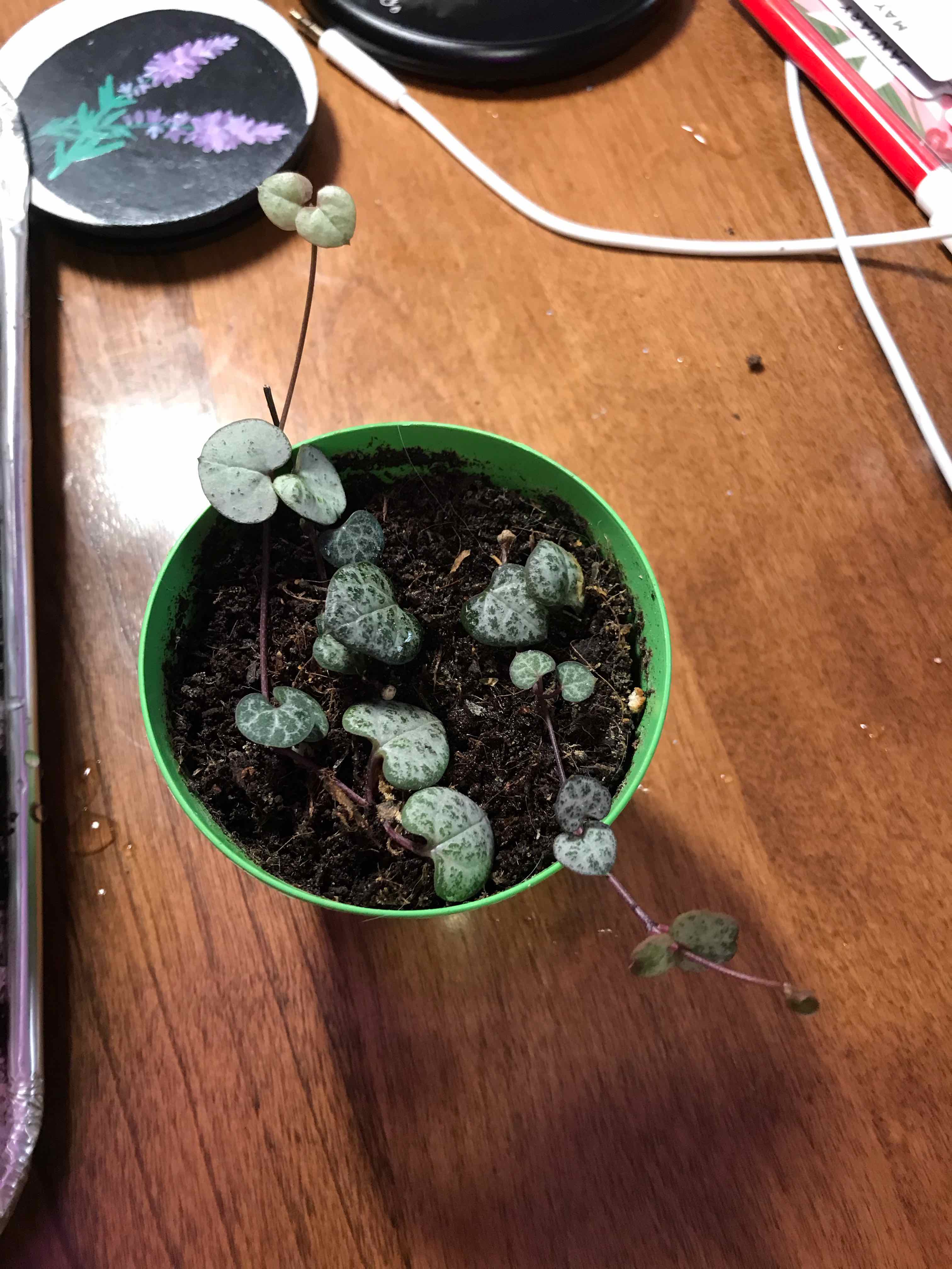 Propagating String of Spades: The Ultimate Guide