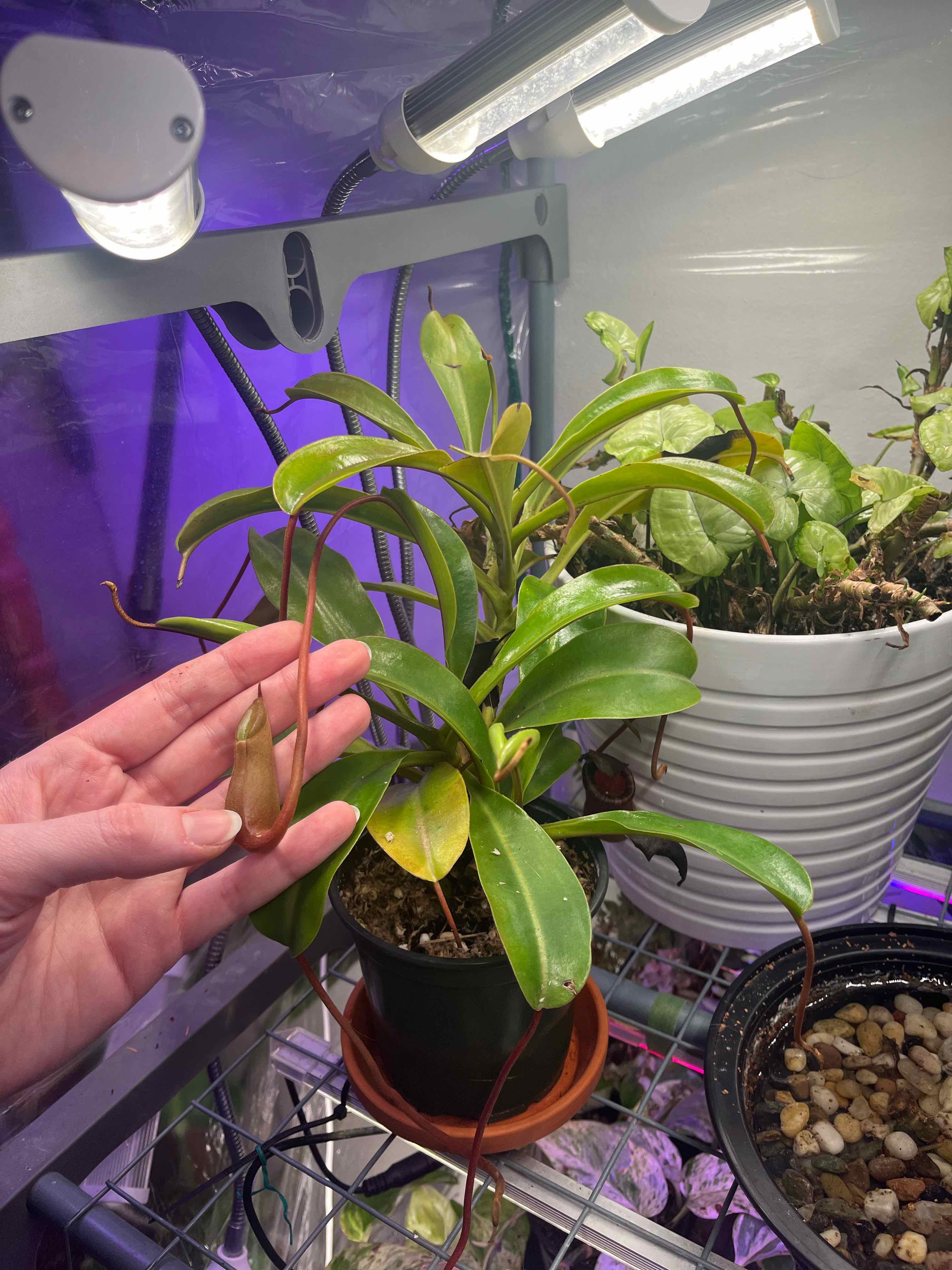 💧 Why Are My Tropical Pitcher Plant Leaves Droopy?
