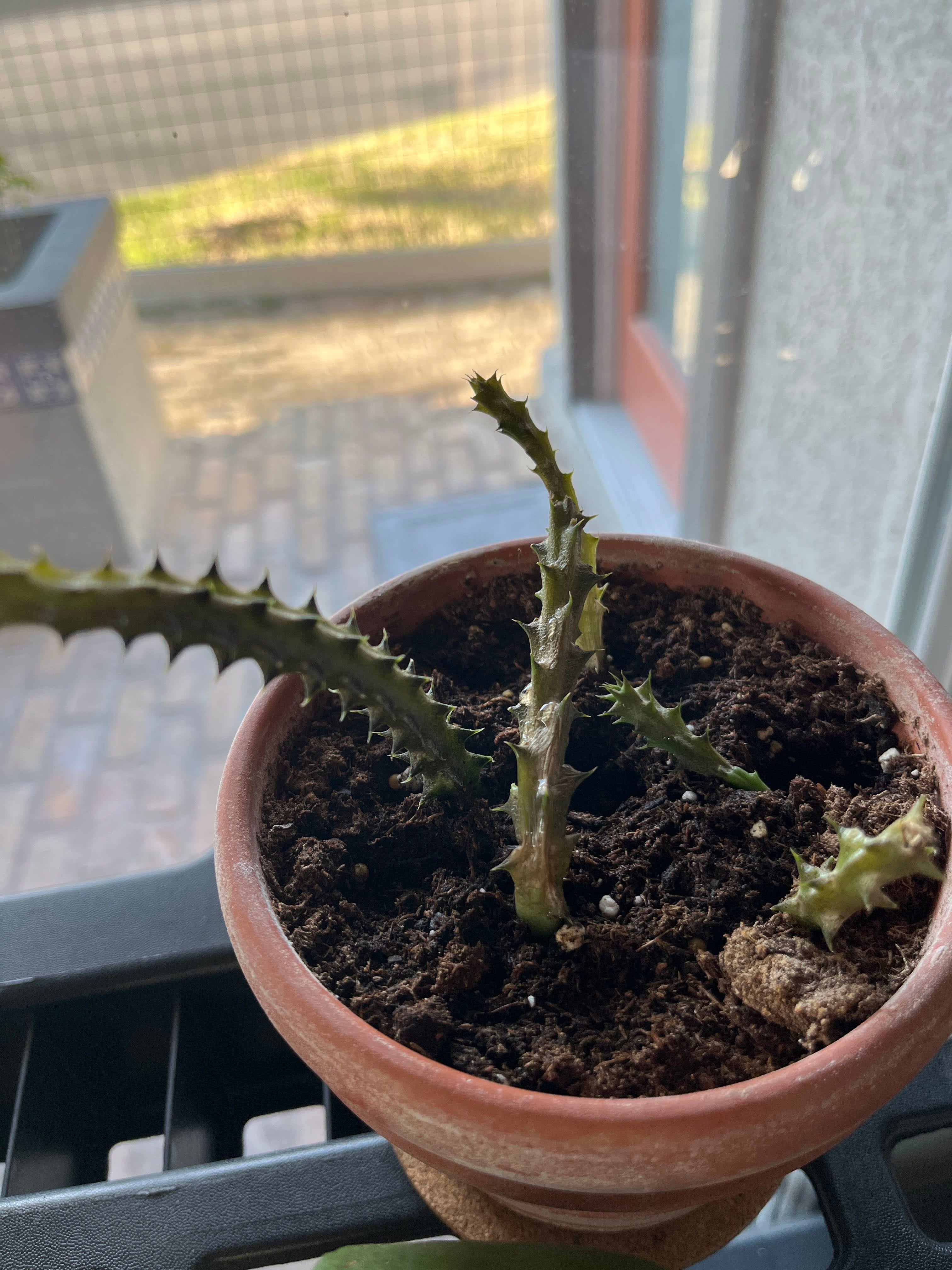 How to Care for Red Dragon Flower: Mastering Water, Sunlight & More