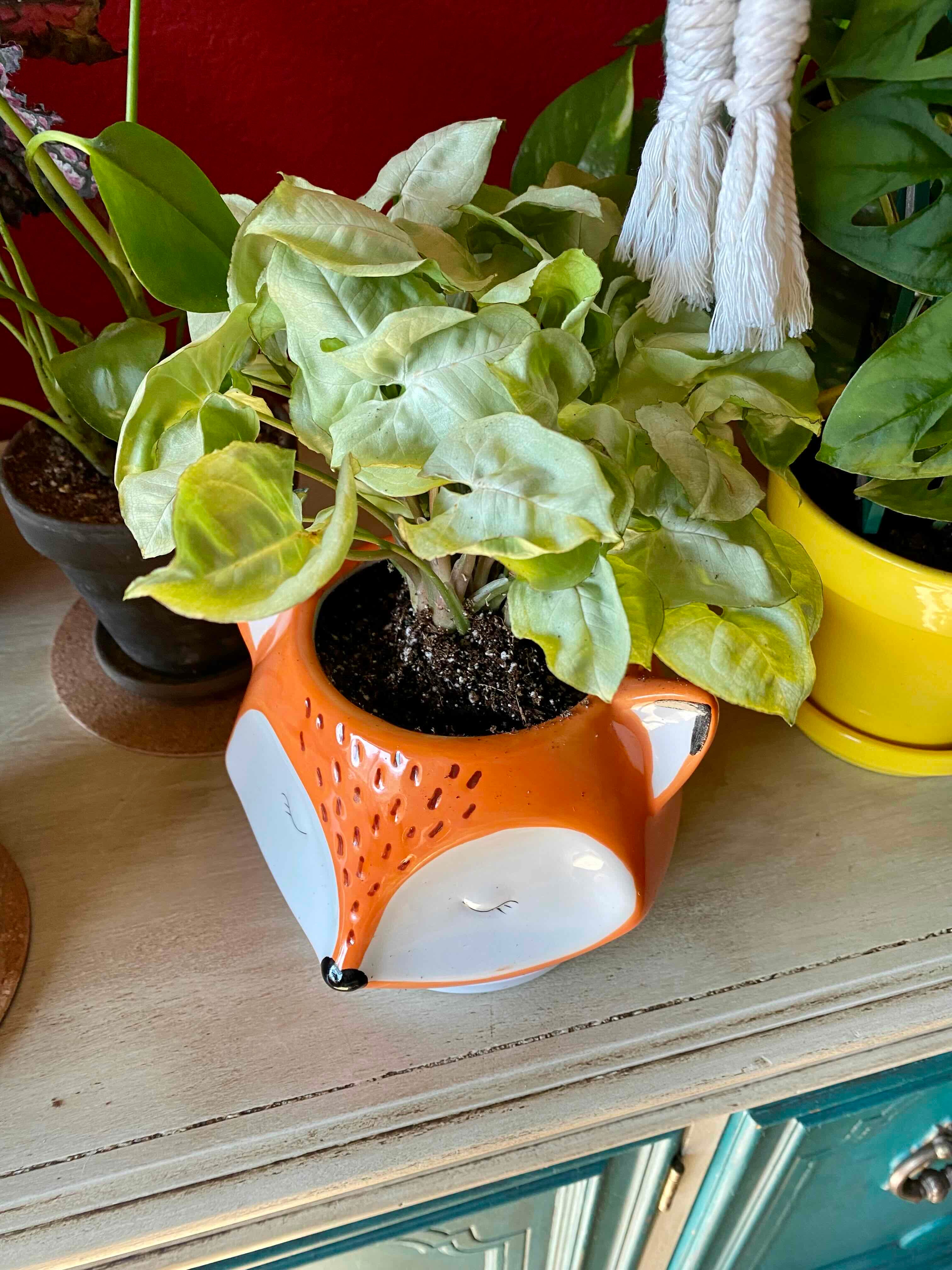 Why Are My Syngonium Pixie Leaves Curling?