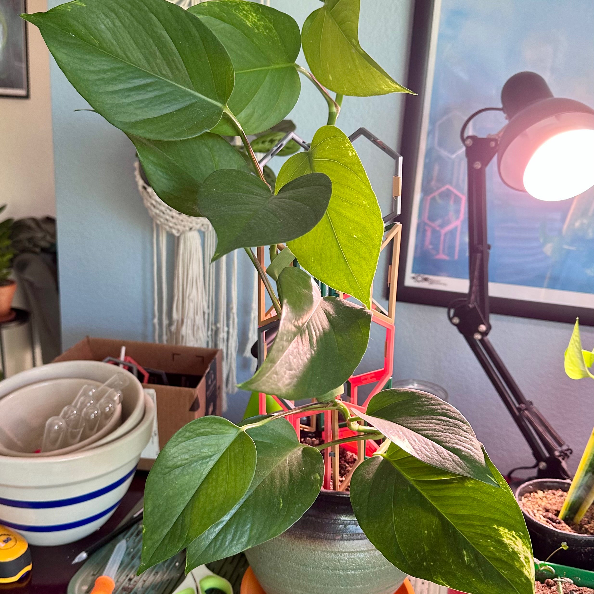 How to Know When to Repot a Hawaiian Pothos?