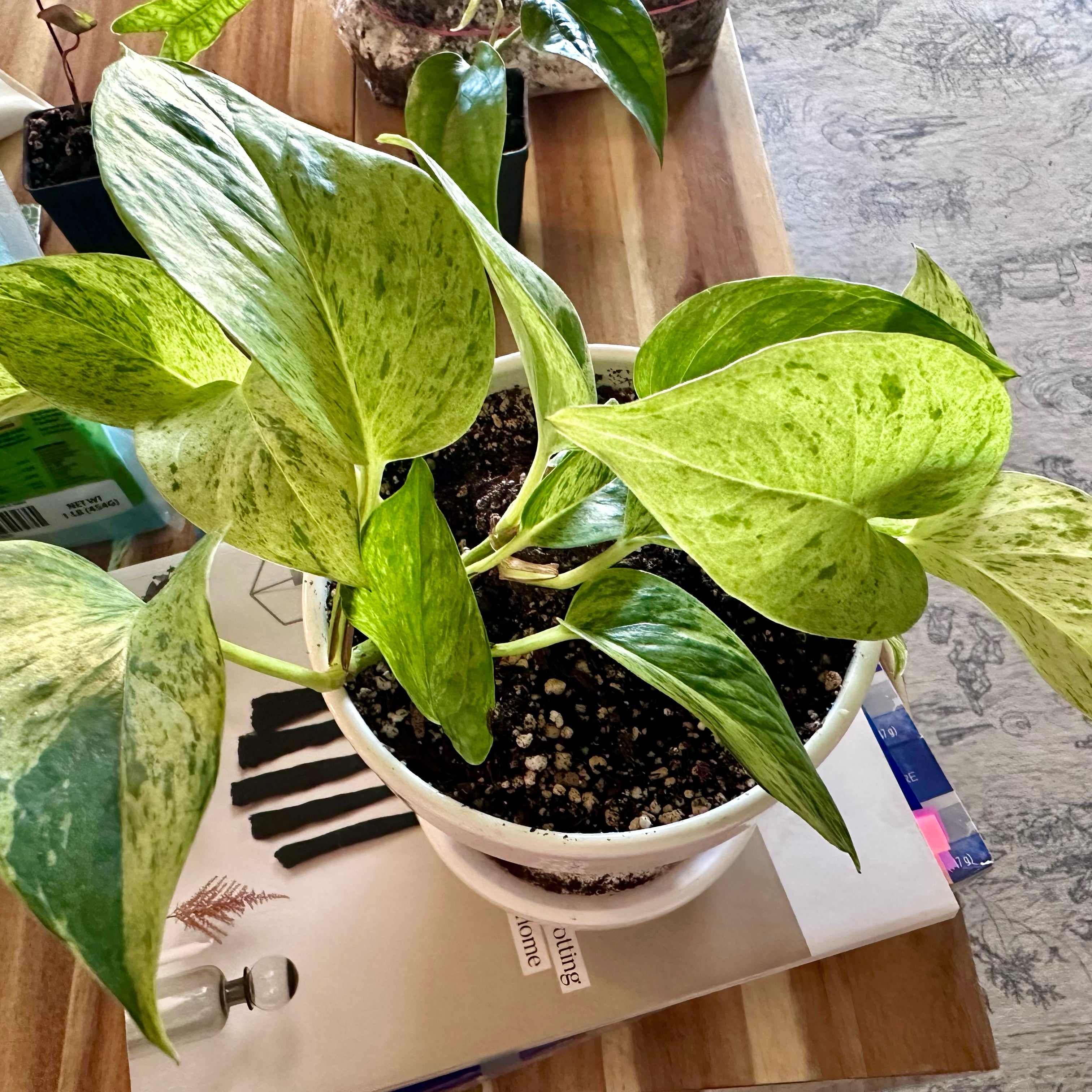 Jonas | A plant by @TheGoodWench on Greg