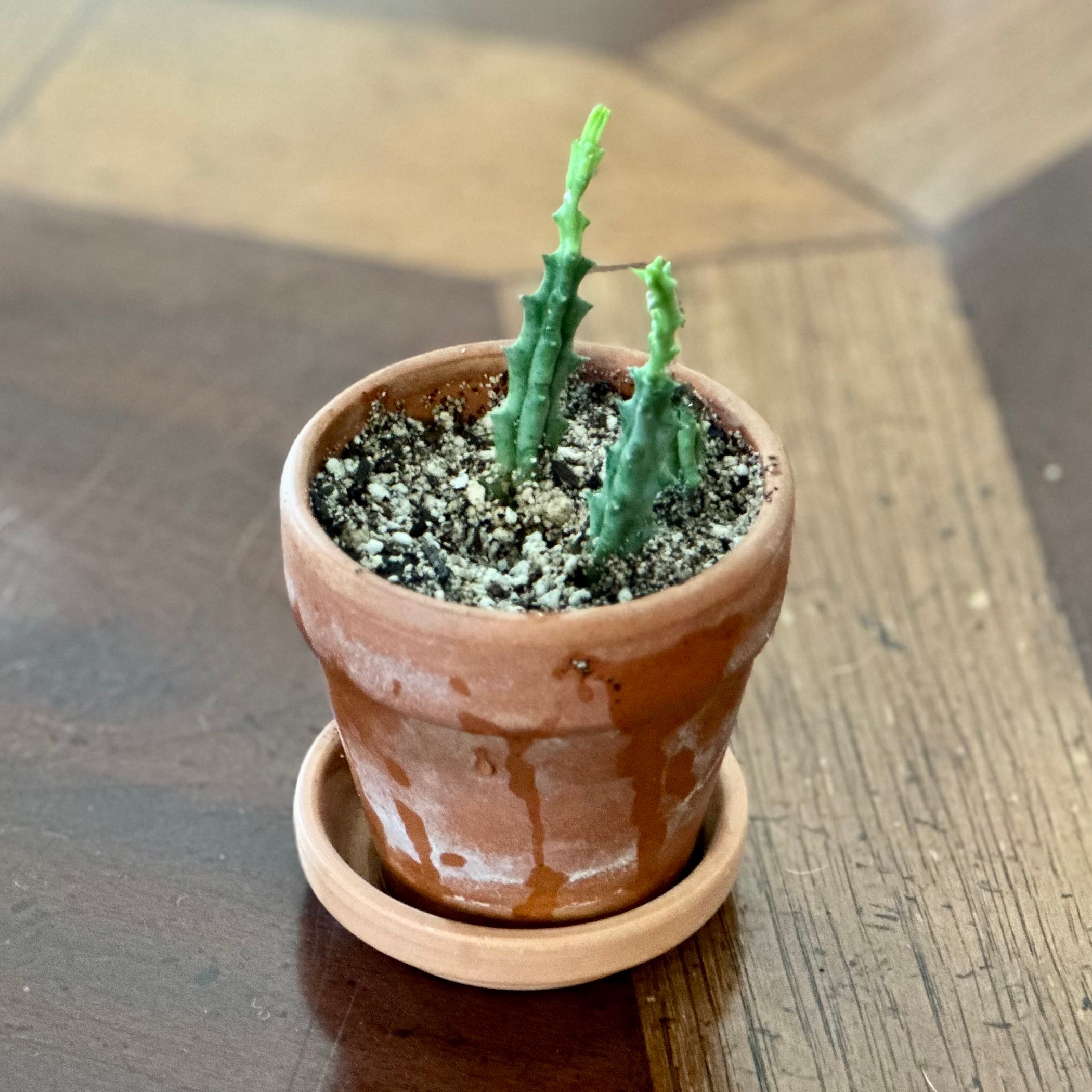 Your Stapelia Planiflora Jacq.'s Light Needs