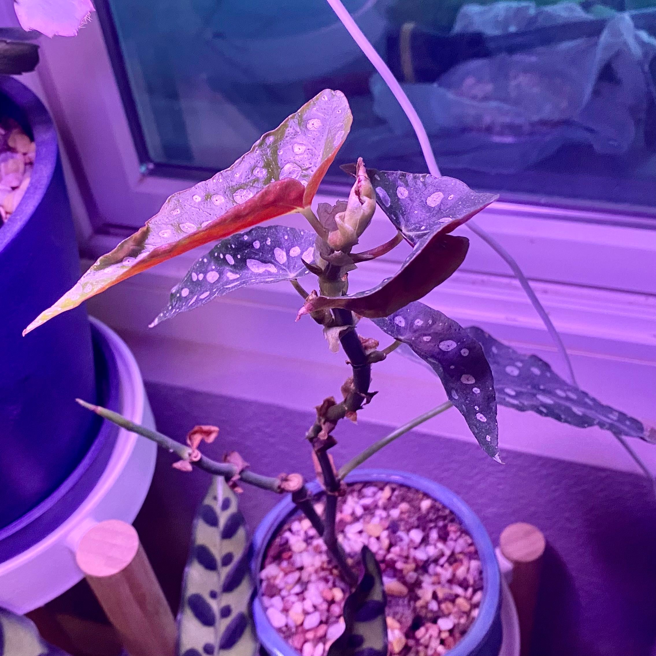 Why Are There Black Spots on My Seagrape Leaves?