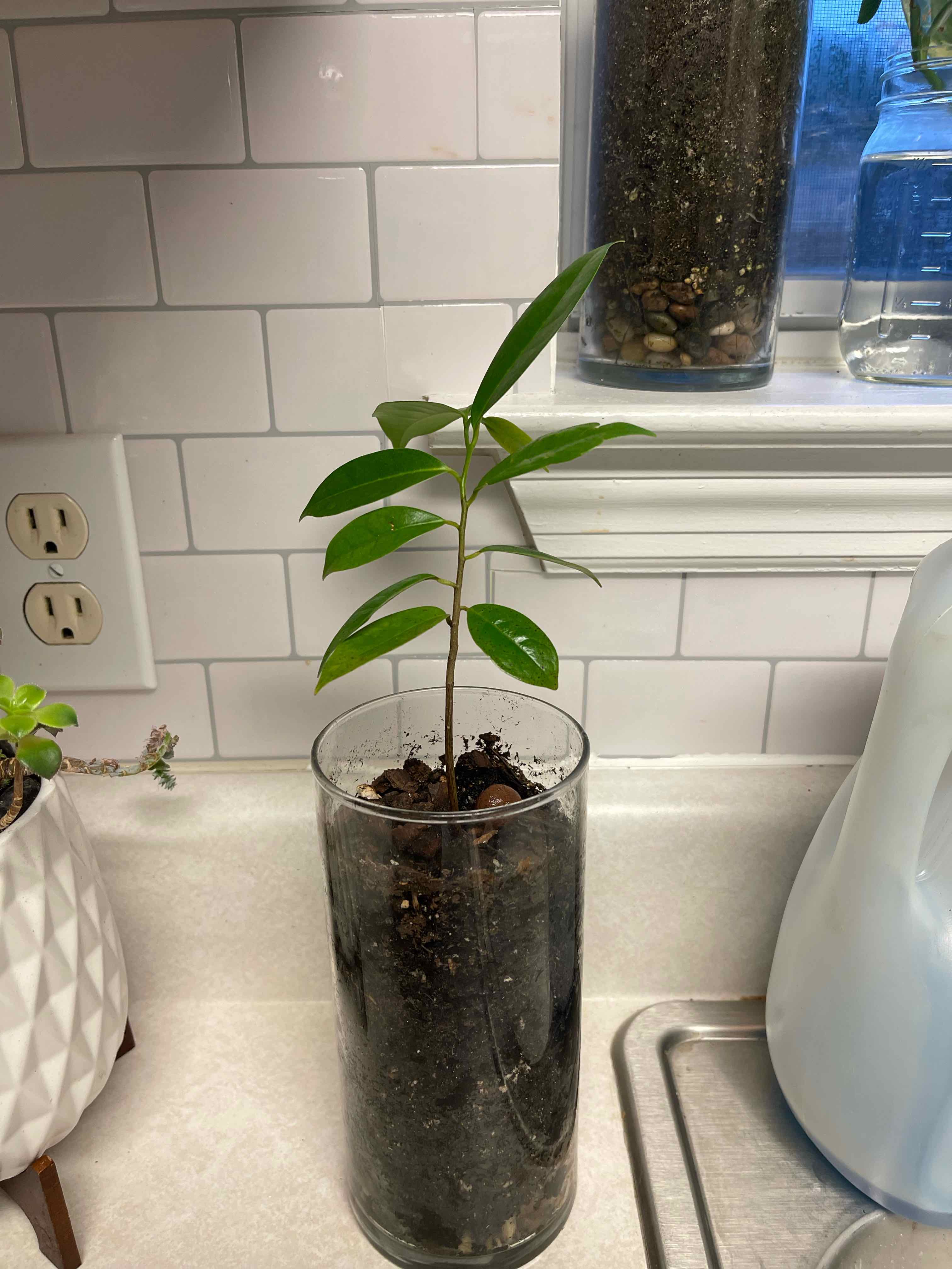 How to Propagate Your Soursop