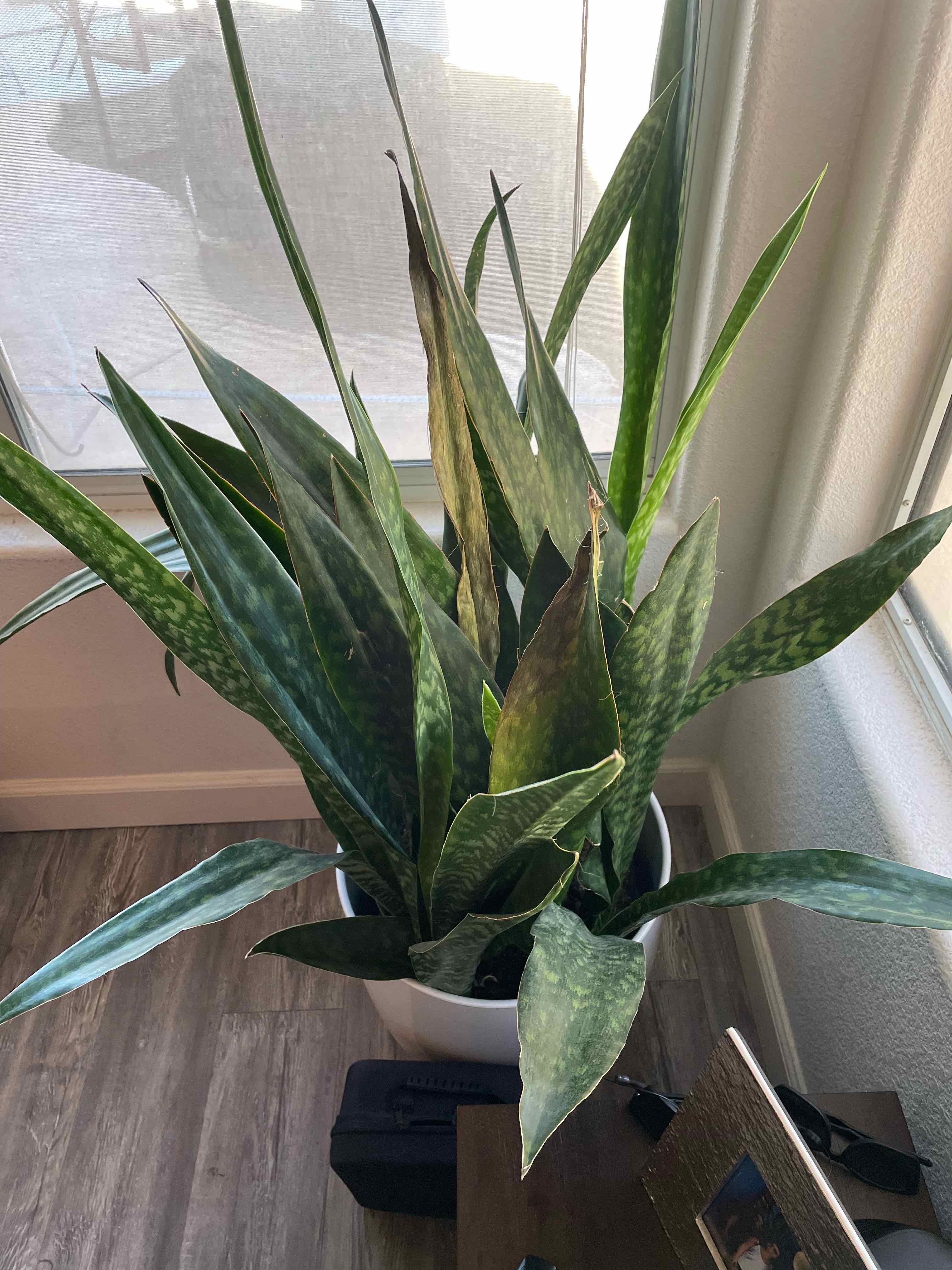 Why Are There Brown Spots on My Jaboa Snake Plant Leaves? 🍂