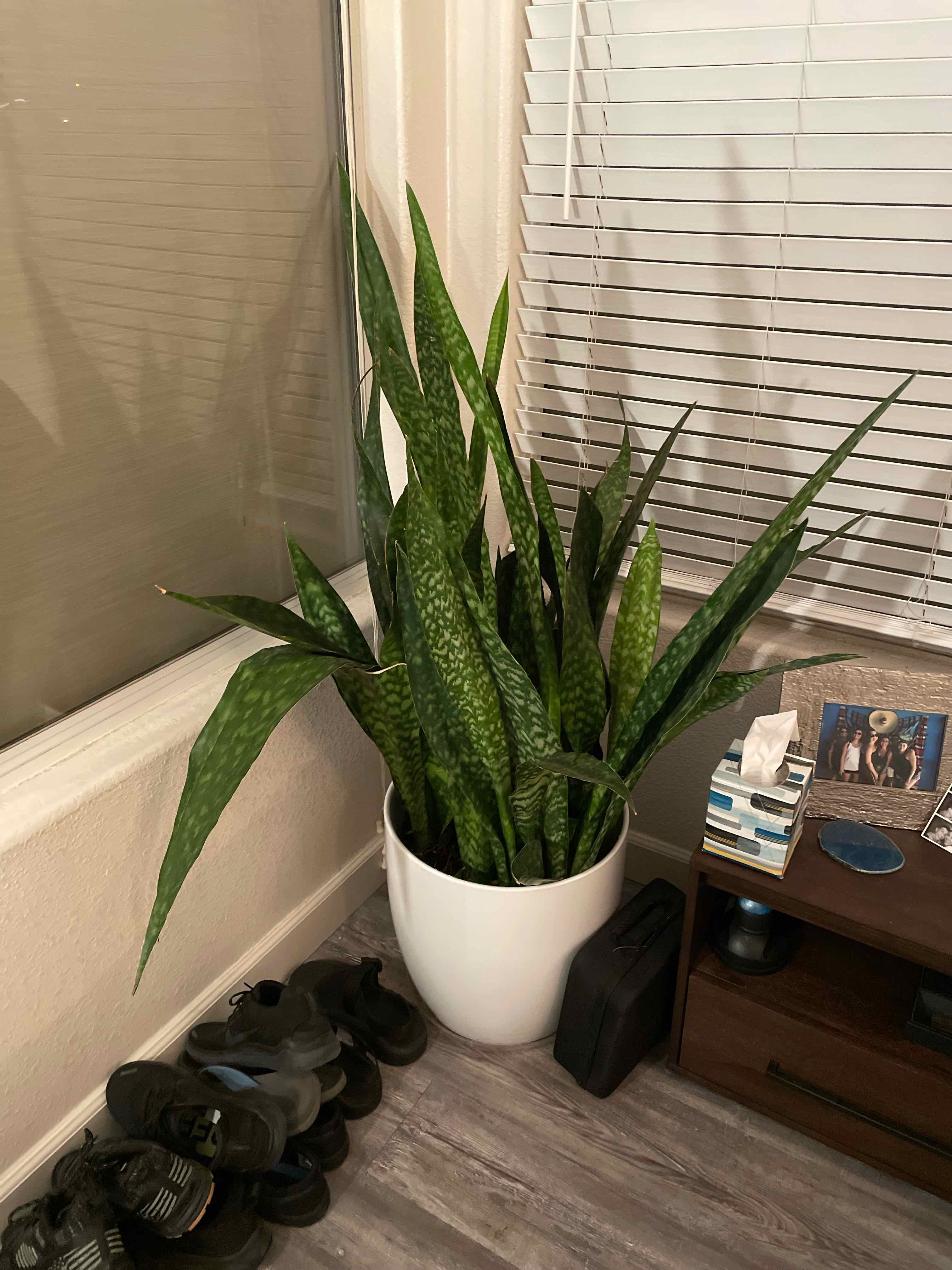Why Are There Black Spots on My Jaboa Snake Plant Leaves?