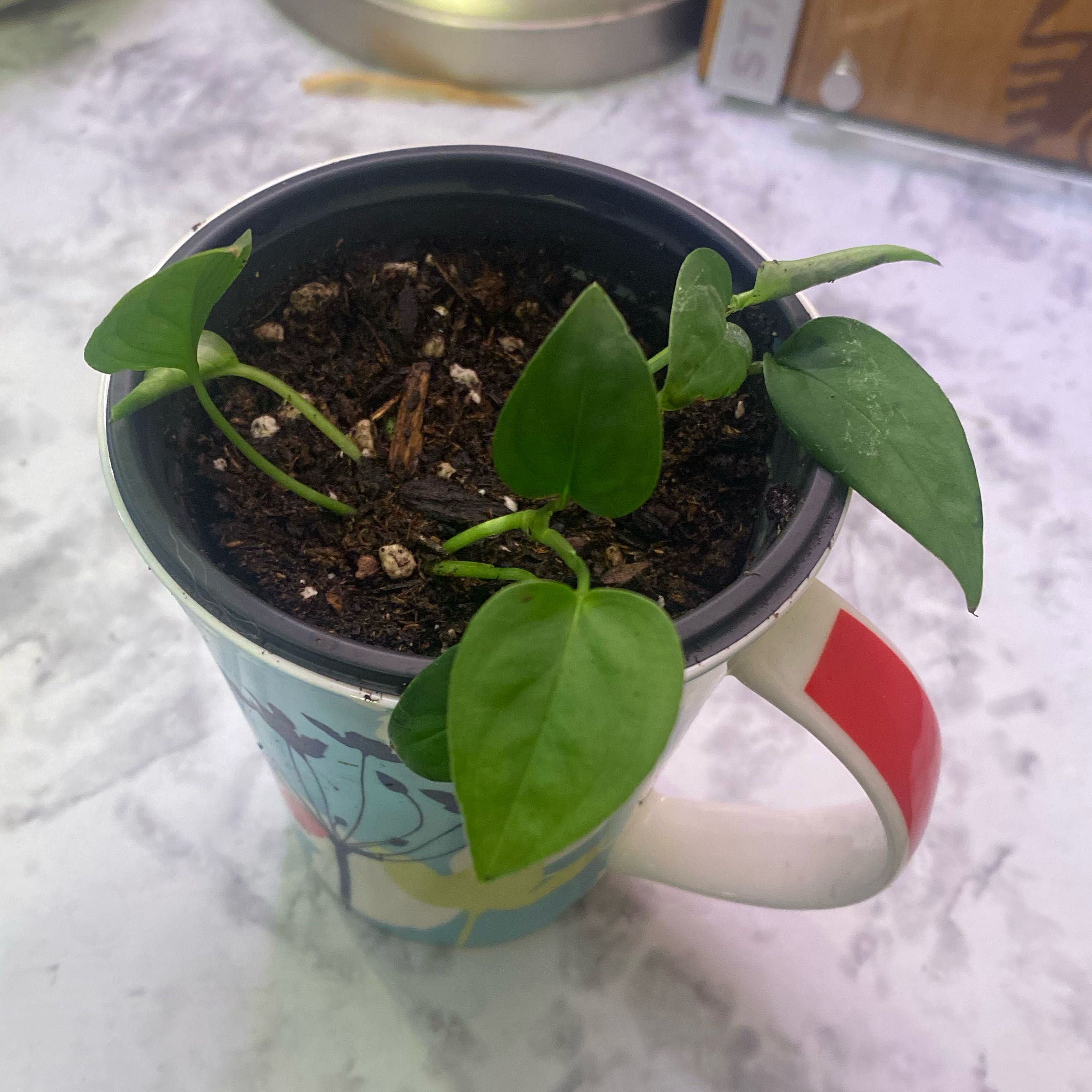 Cebu Blue Pothos - Fertilizing 101