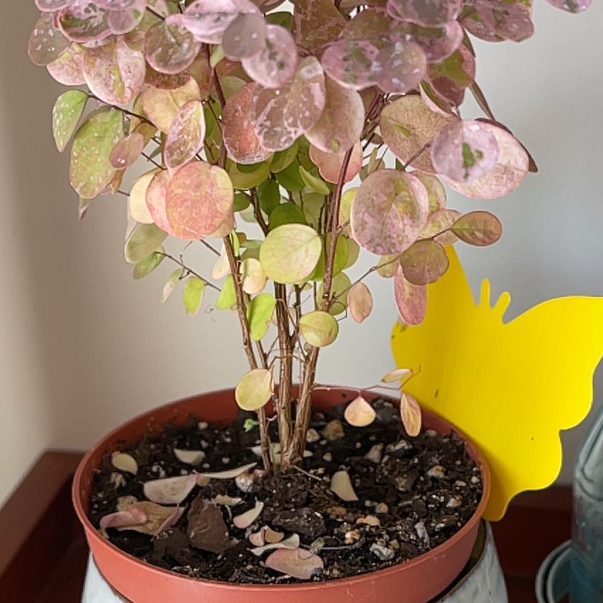 Black Spots on My Brenia Snowbush Leaves