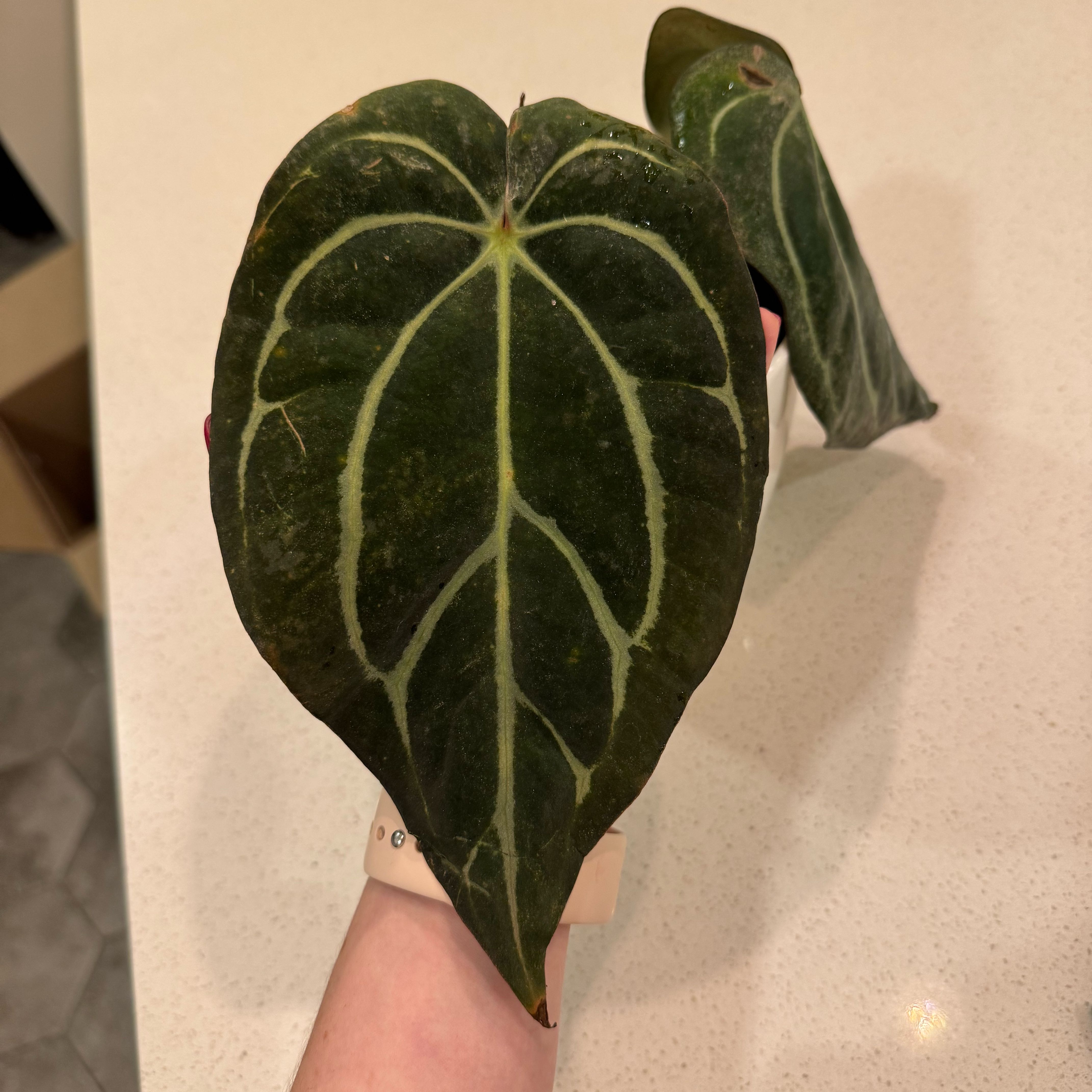 Anthurium 'Carla Black' Plant Care: Water, Light, Nutrients | Greg App 🌱