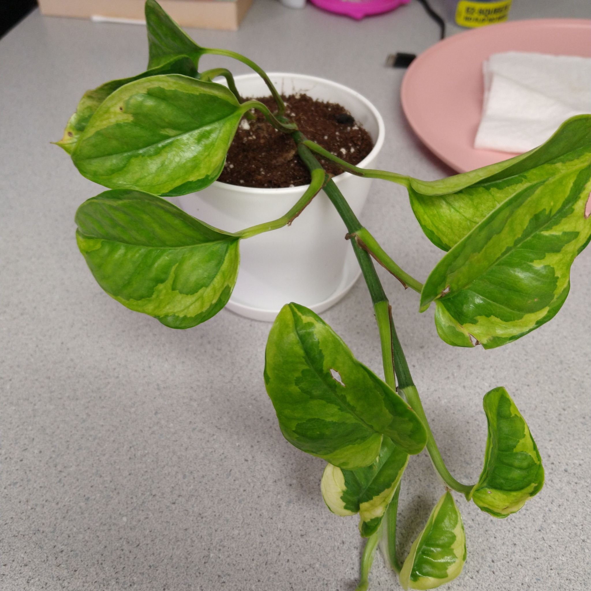 Lizard Queen Pothos Plant Care: Water, Light, Nutrients | Greg App 🌱